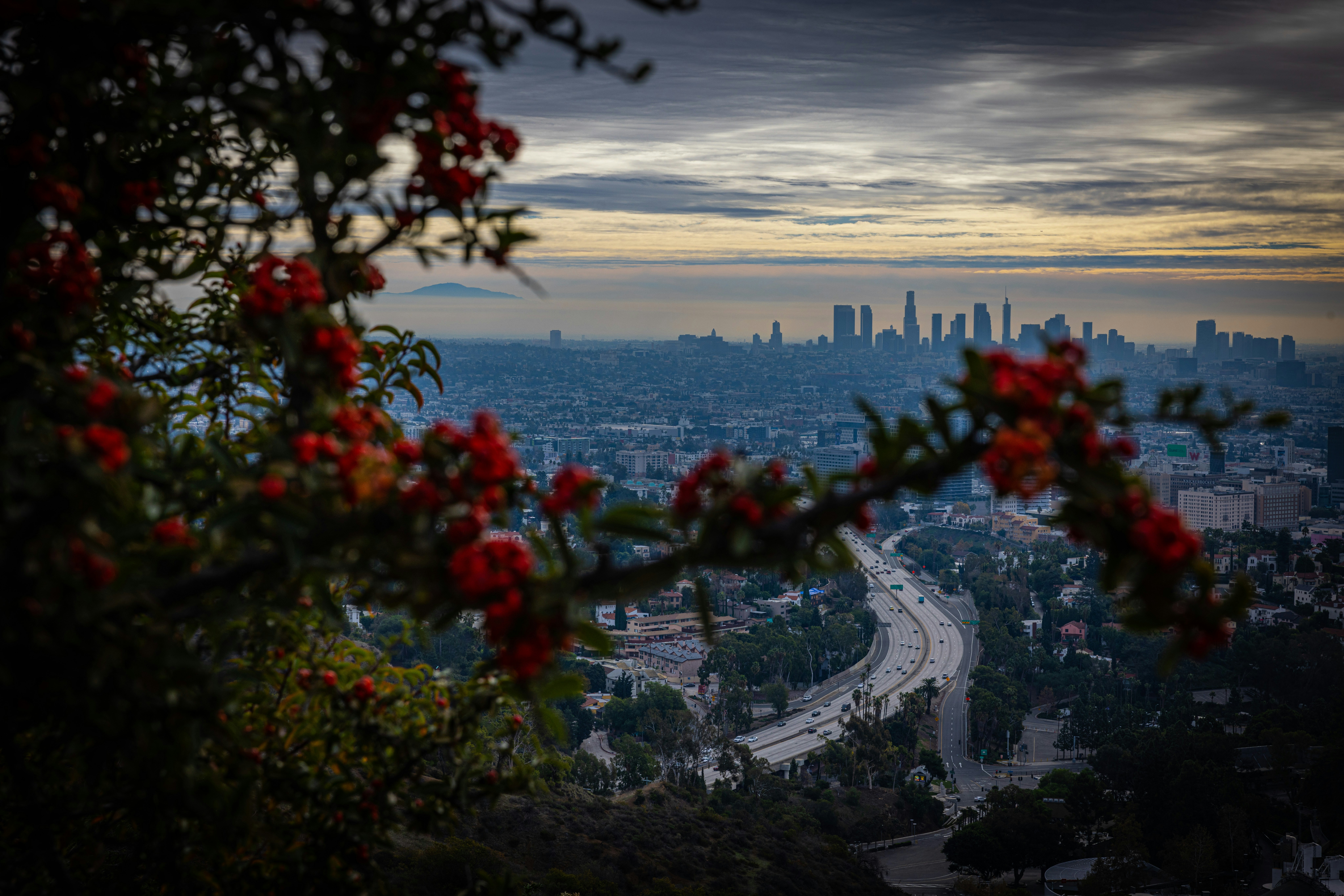 Crimson Fronds Frame a Distant Skyline at Dusk