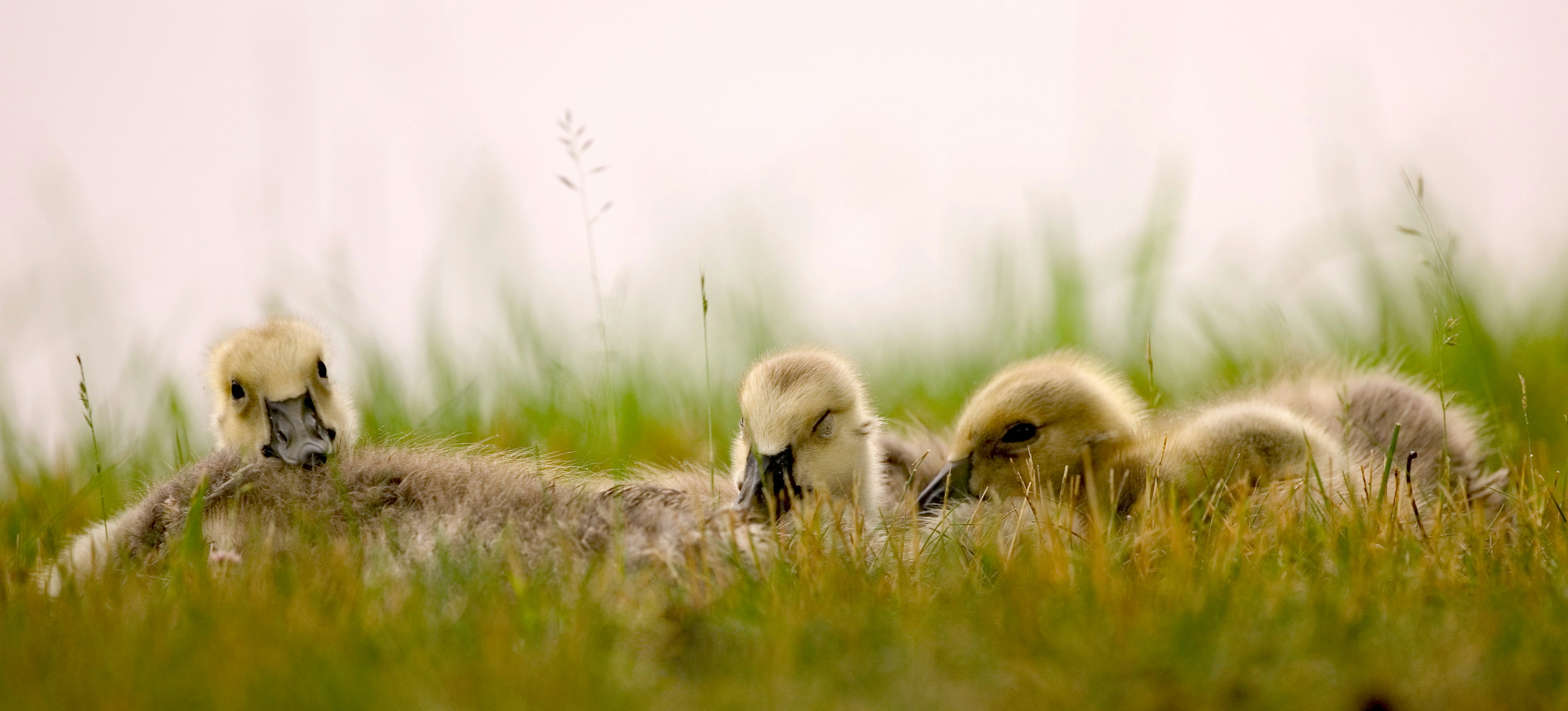 Four cygnets resting peacefully in a grassy field, embodying the tranquility of nature's young wildlife.