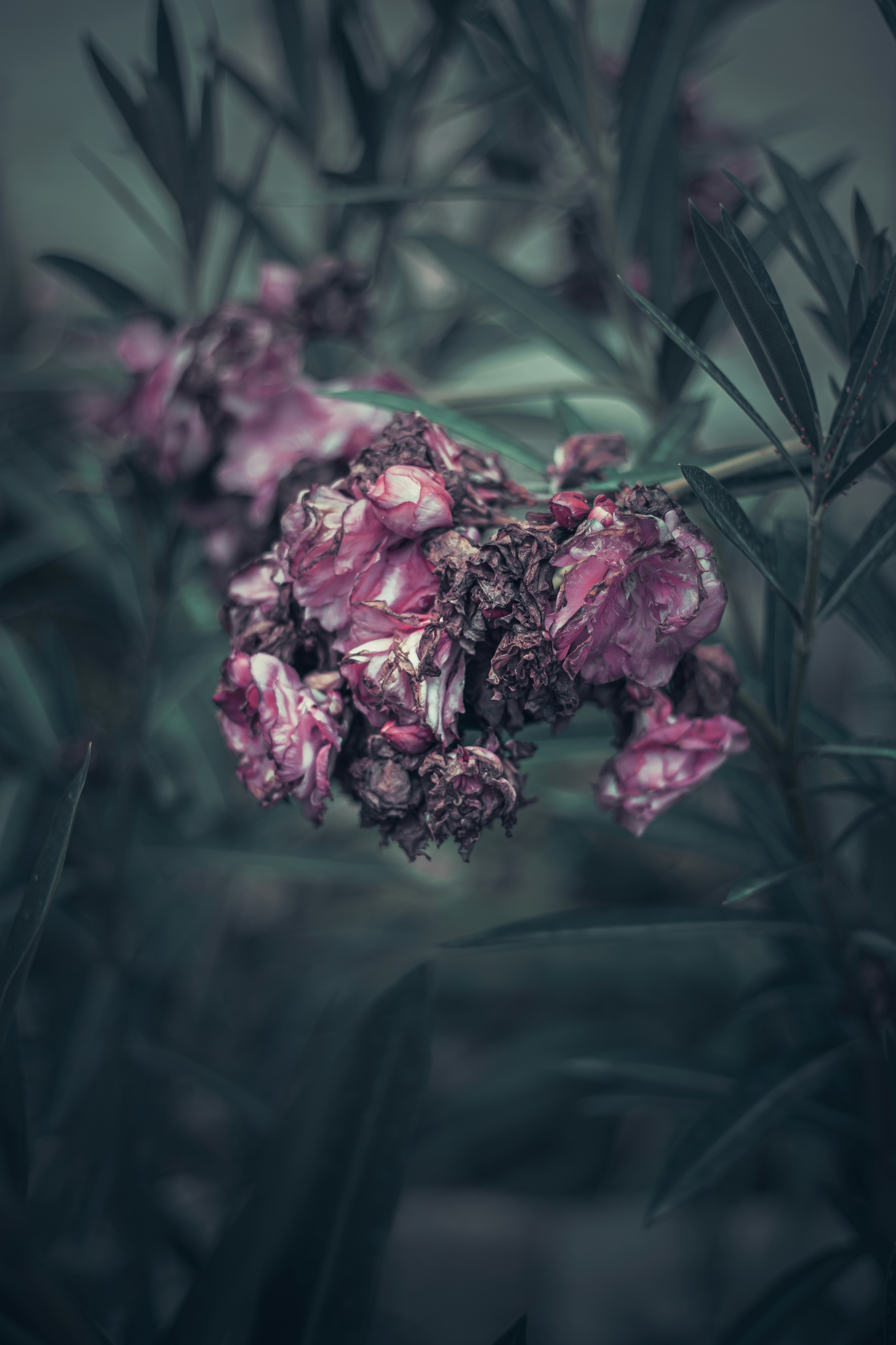 Wilted Pink Petals in a Velvet Indigo Garden