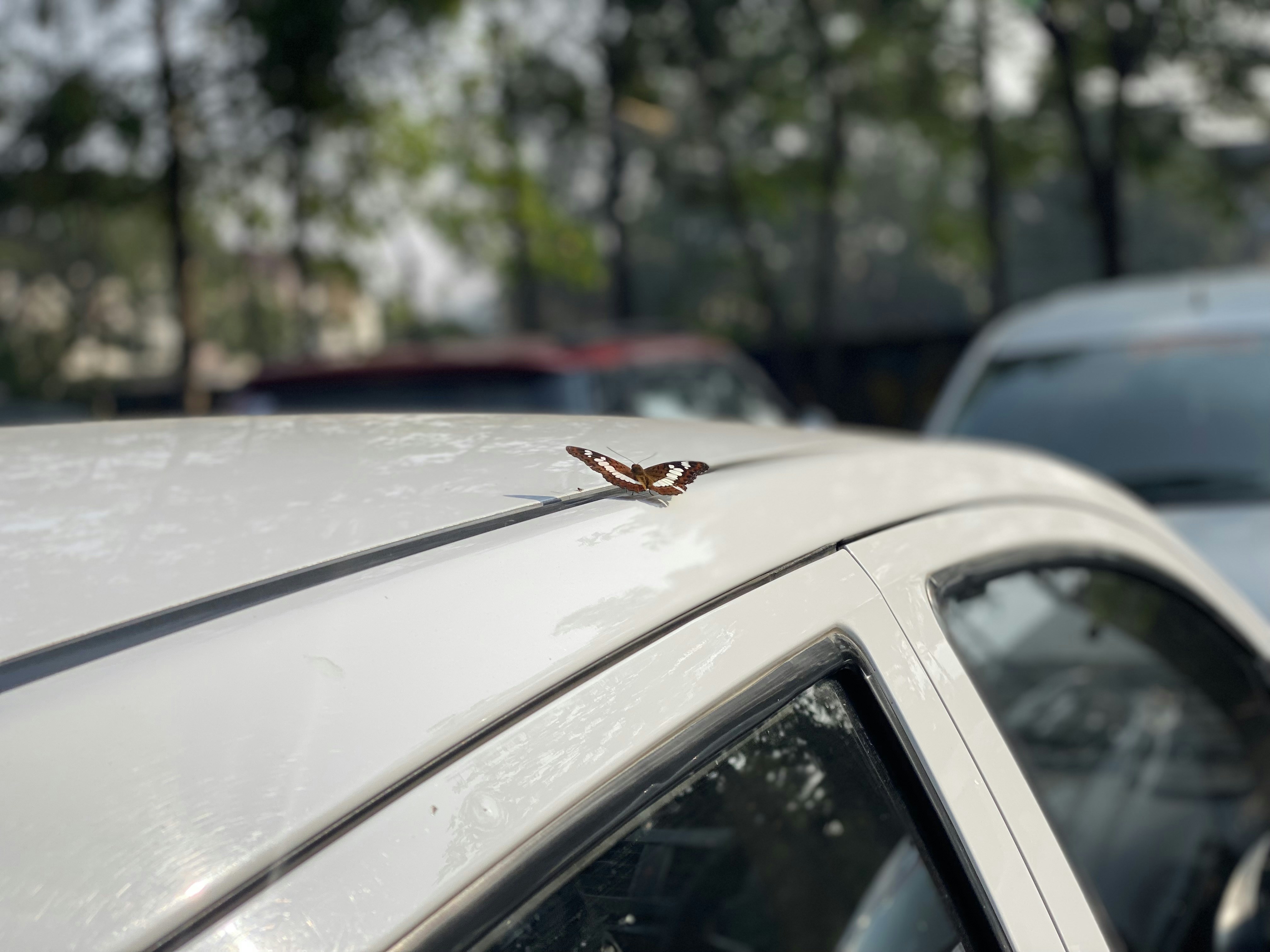 Butterfly on a sunlit hood in a quiet urban parking lot