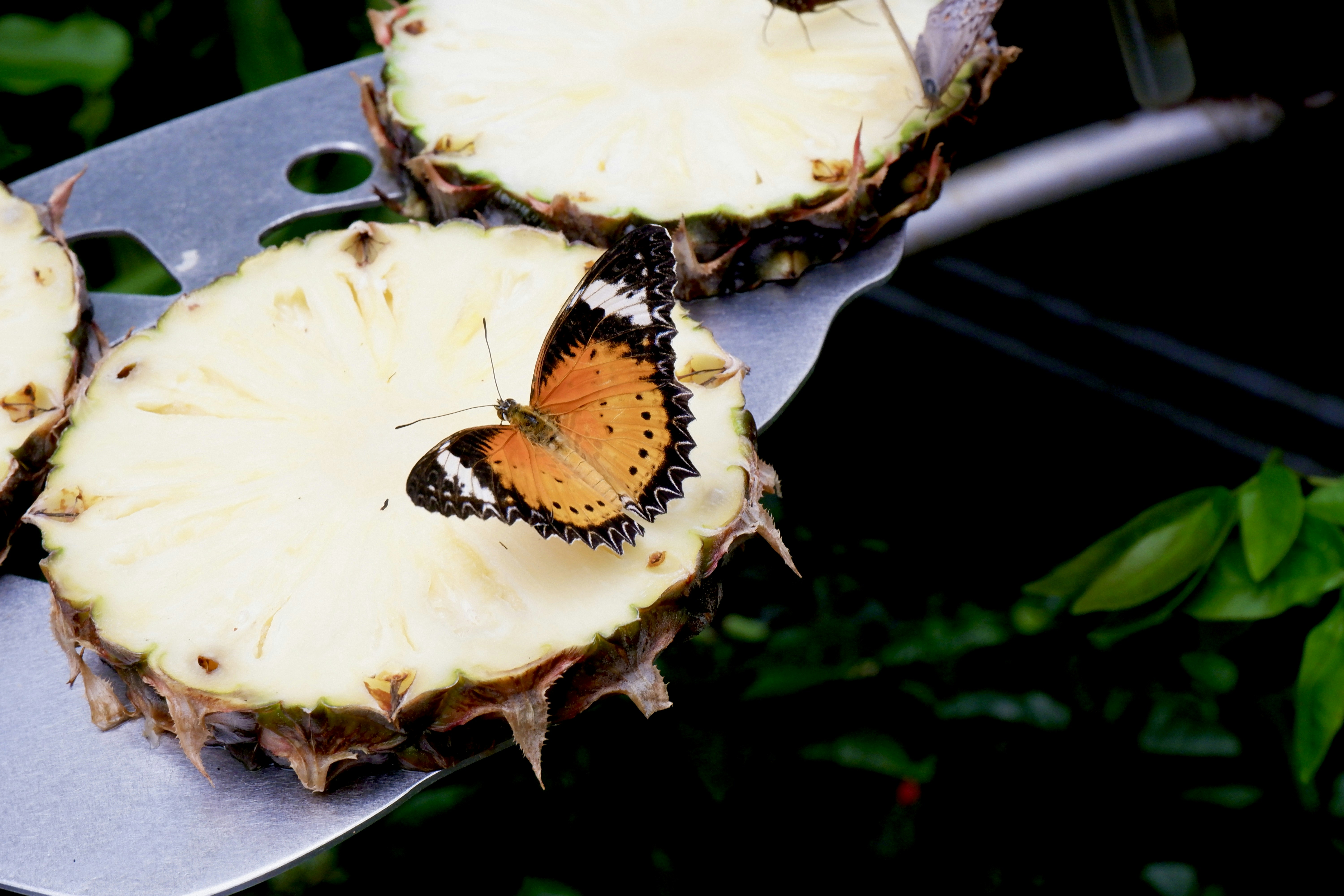 Orange Butterfly on Pineapple Slices: a Tiny Tropical Moment on a Metal Tray