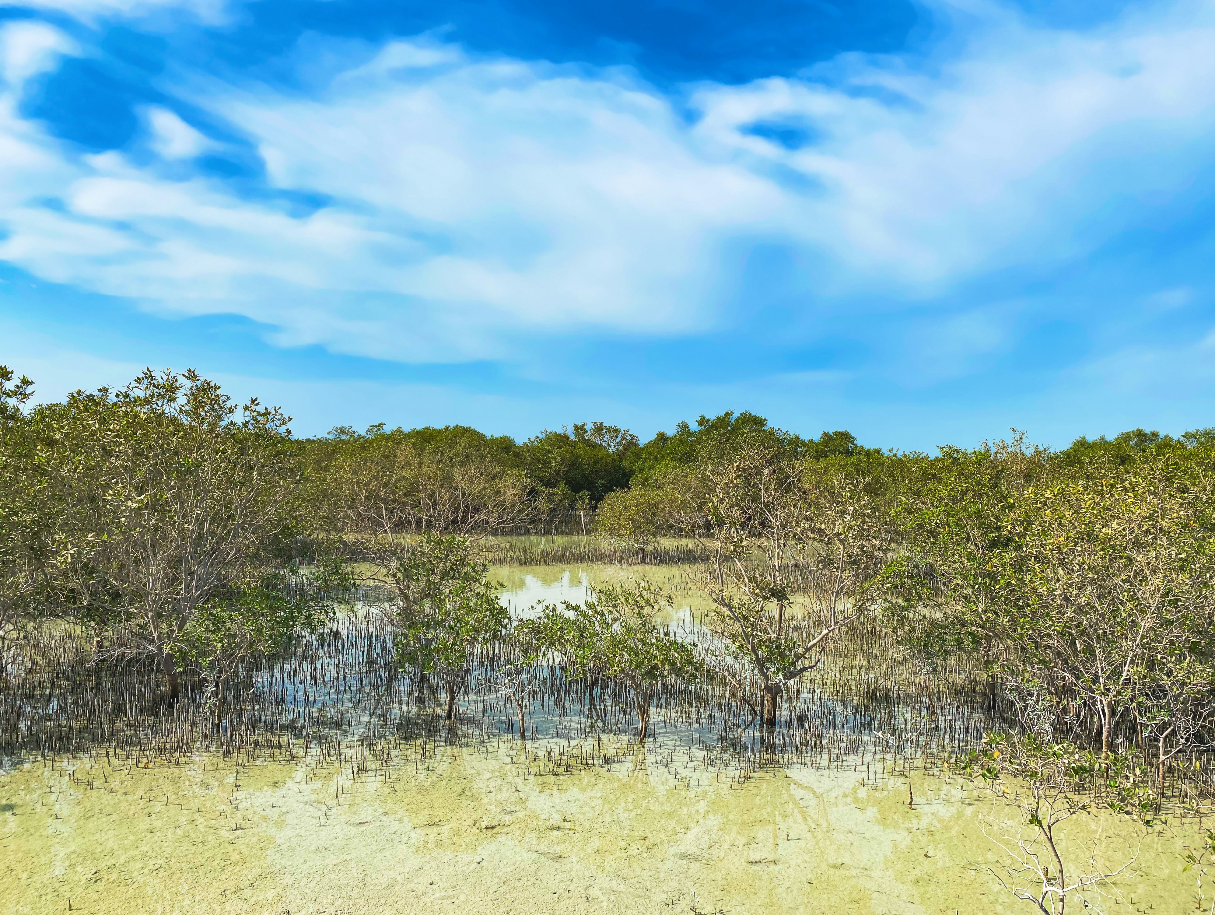 A swampy area with trees and water in the foreground photo – Free ...