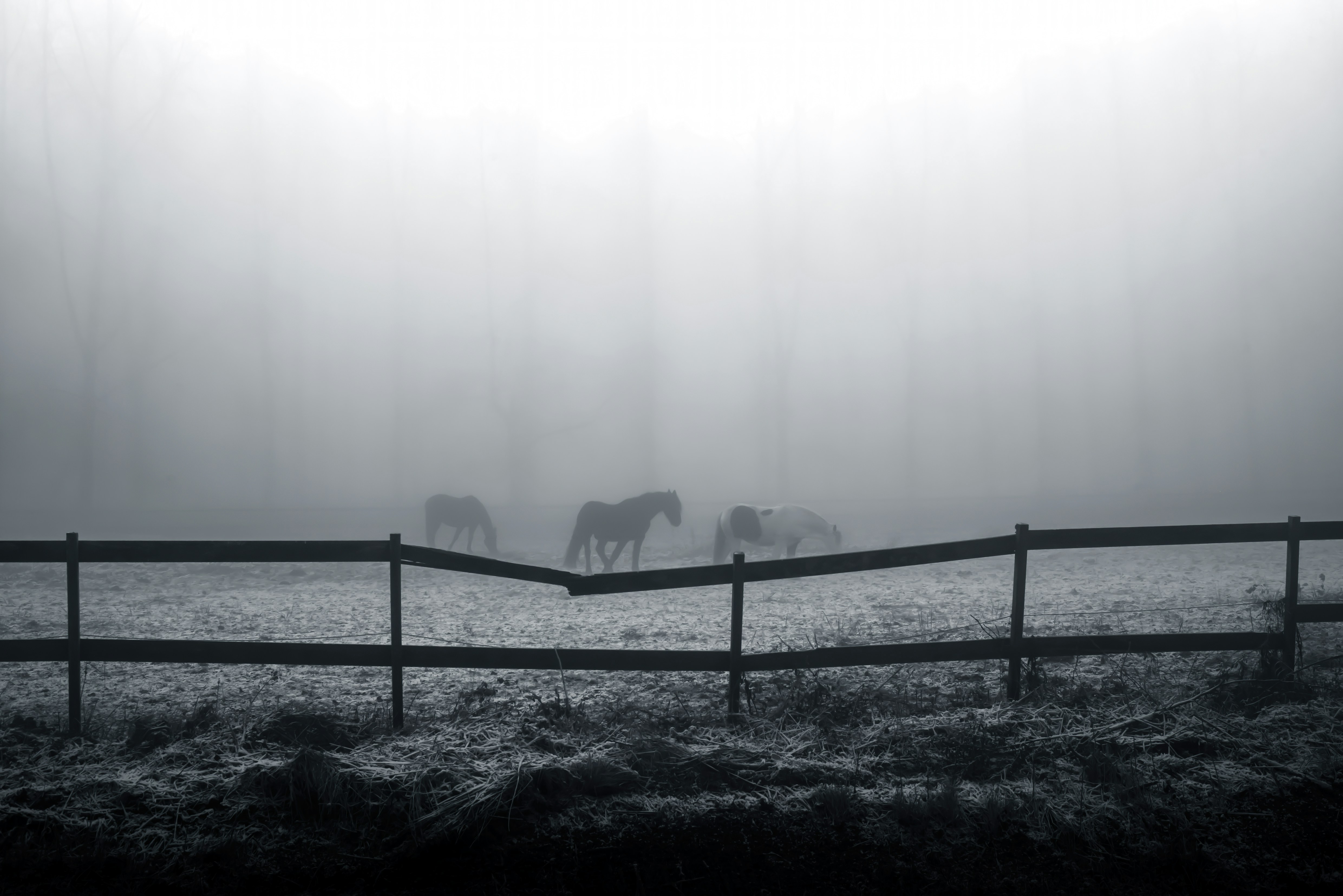 Misty Pasture: Silhouetted Horses Beyond the Fence