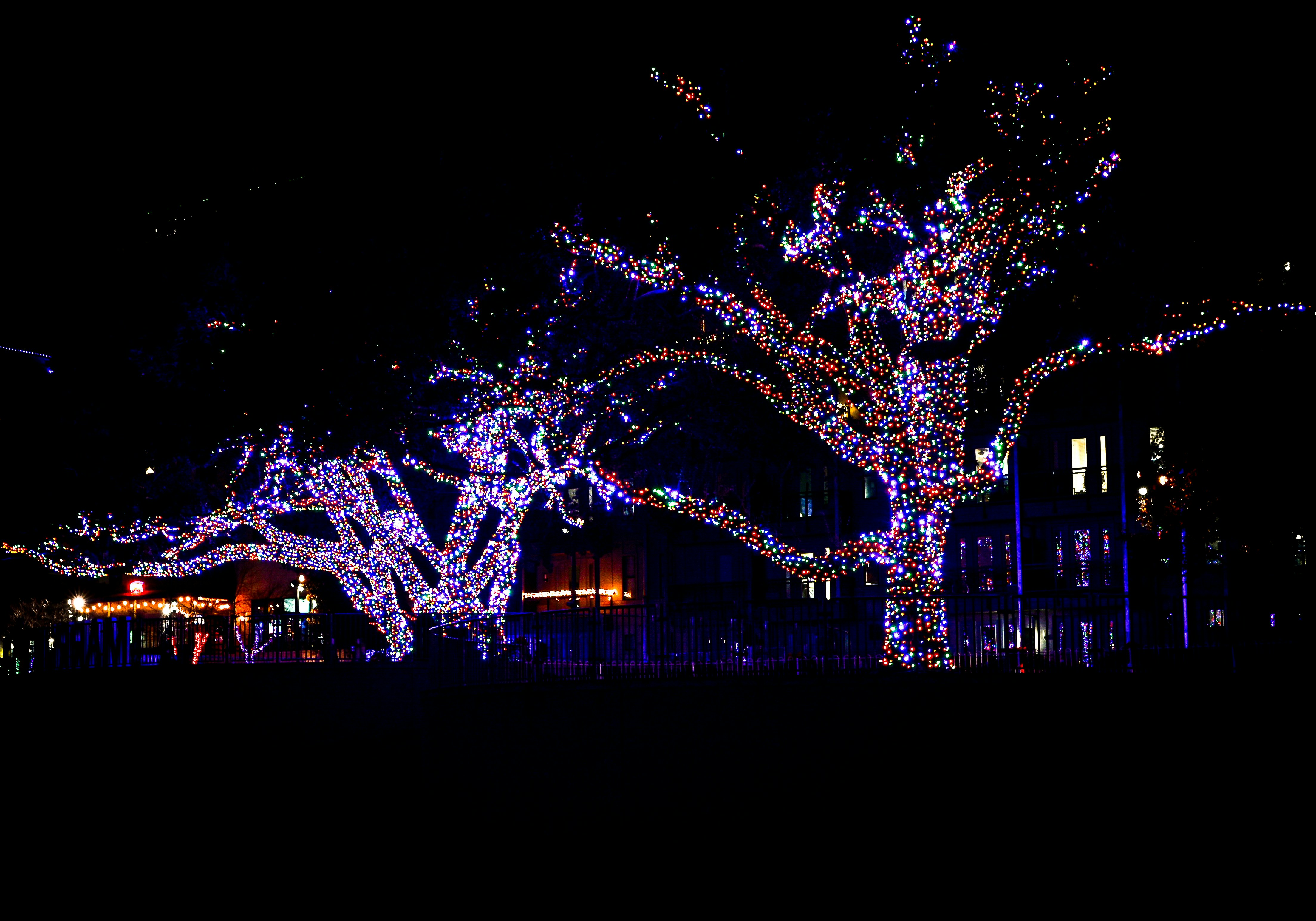 A lit up tree in a park at night photo – Free Vitruvian park Image on ...