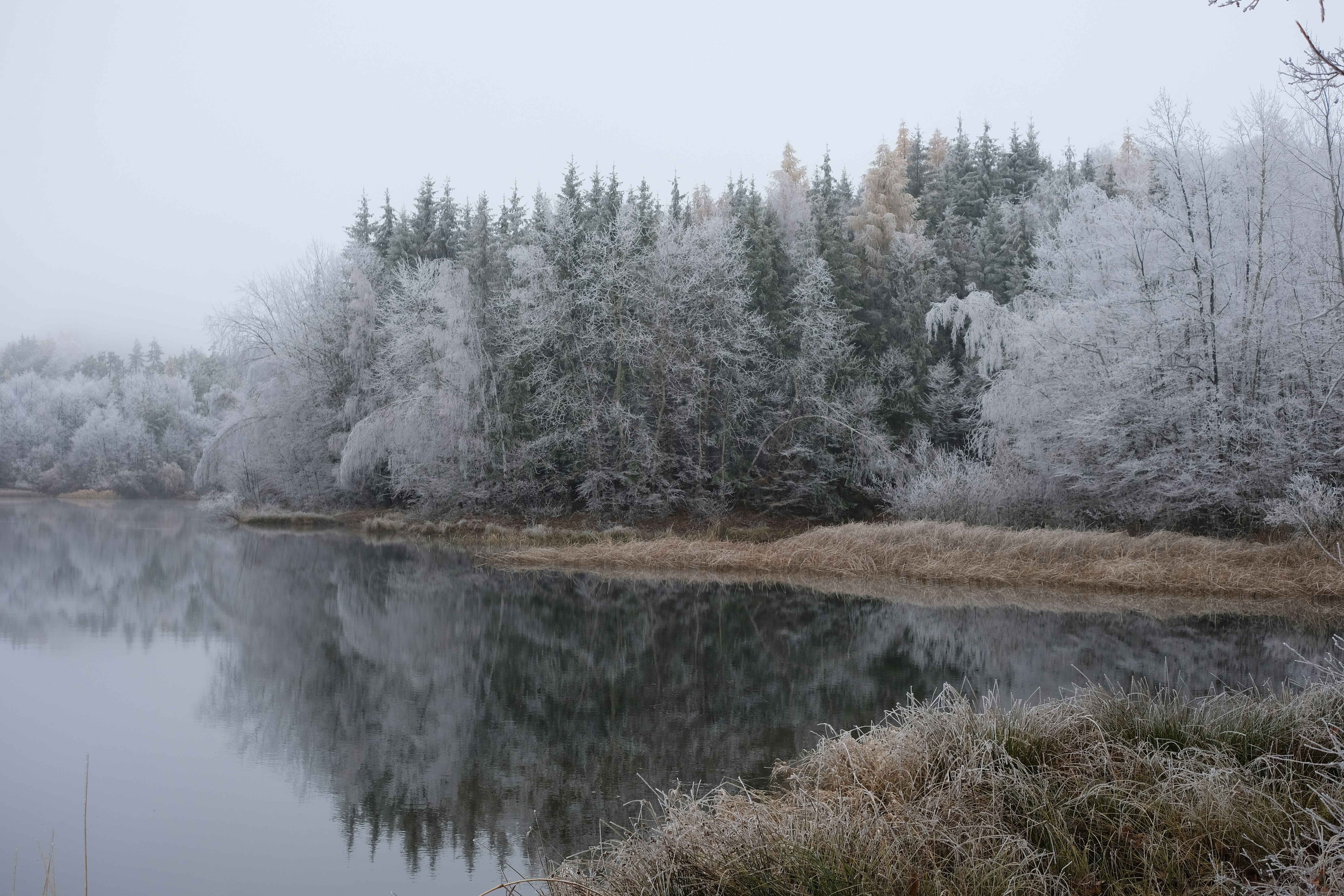 Snow-laden trees reflect on a calm, icy lake under an overcast sky.