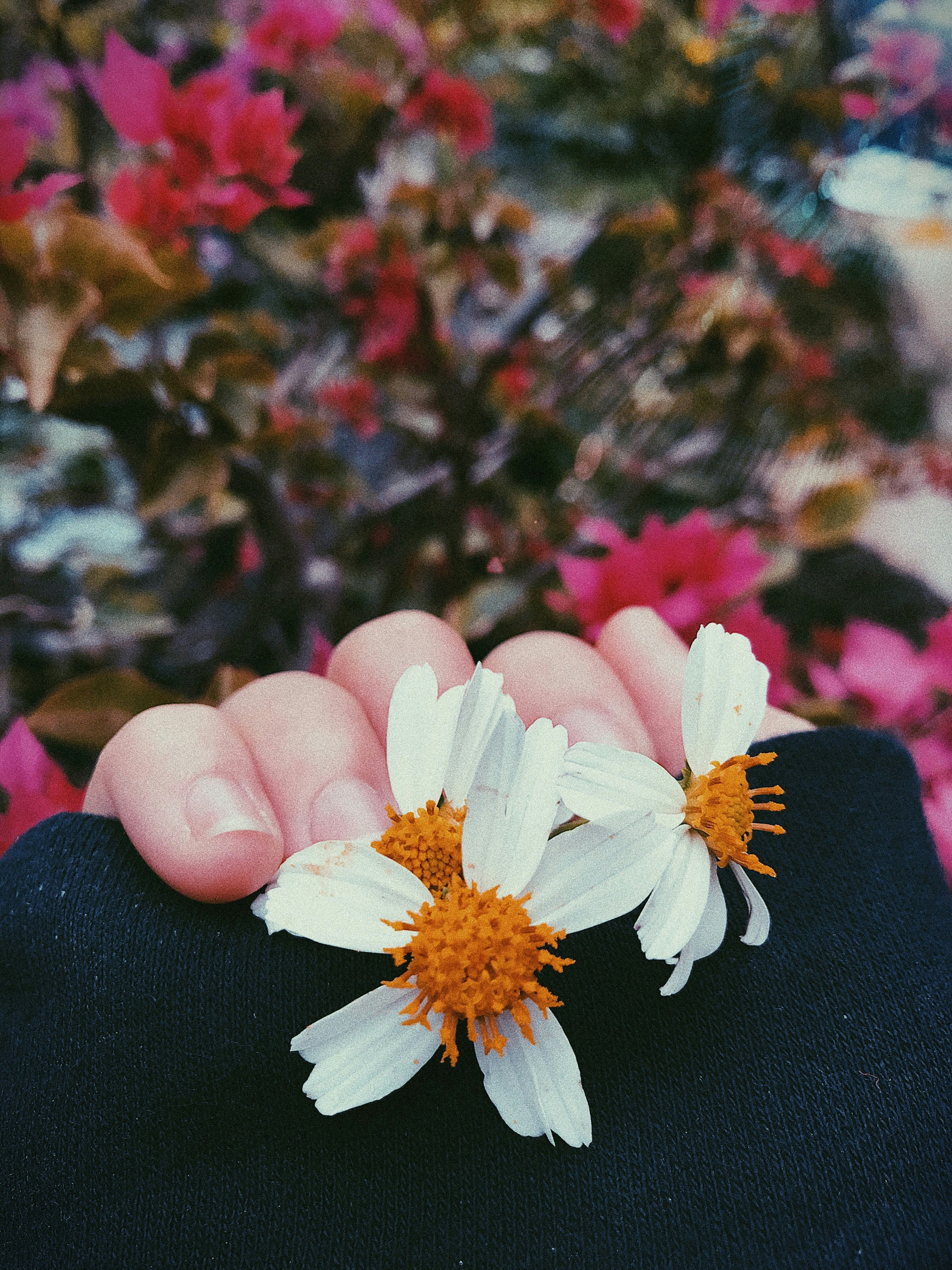Delicate white flowers with yellow centers held gently in a hand, surrounded by vibrant pink foliage. 