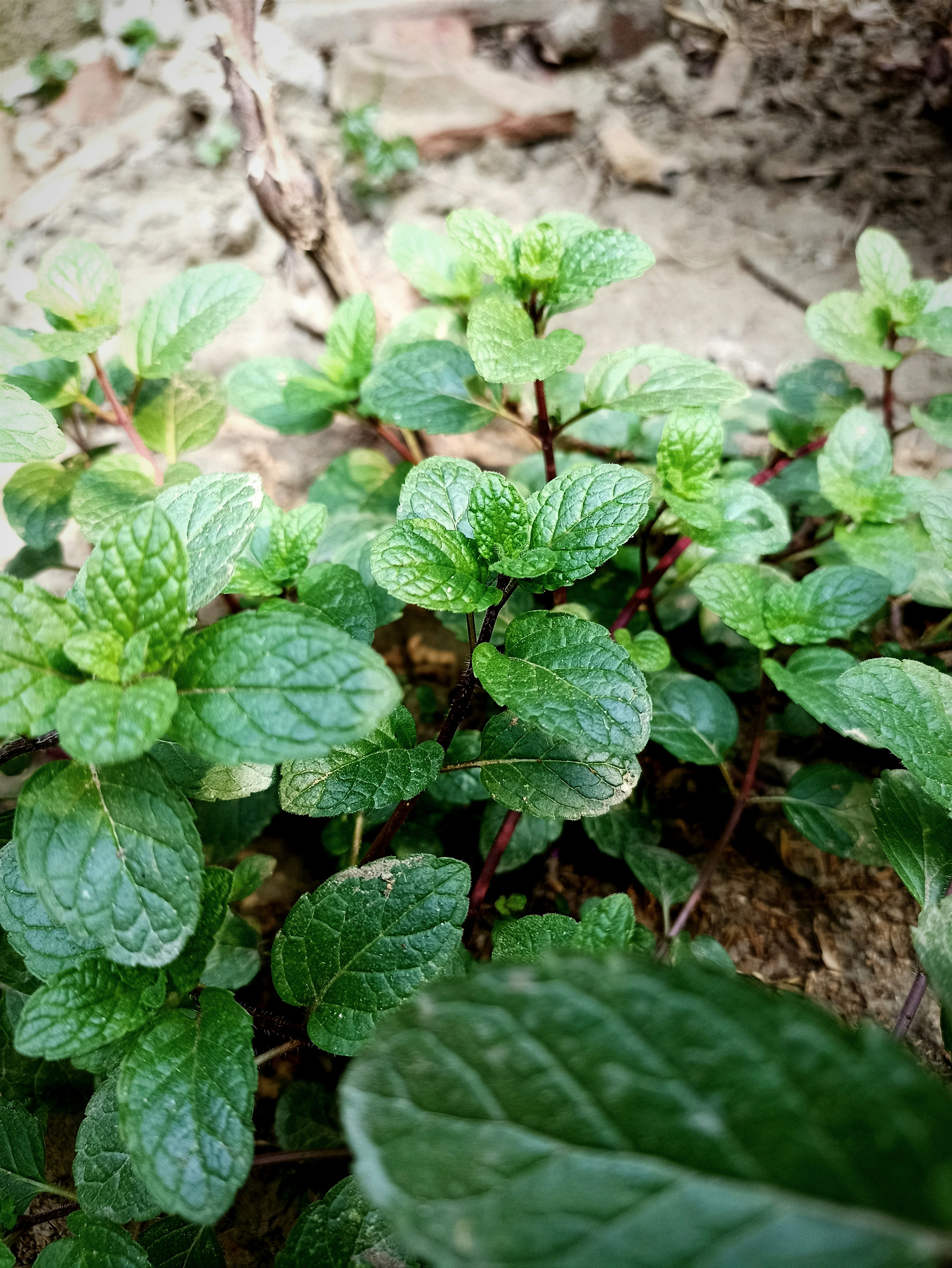Close-up photograph of vibrant mint leaves with textured surfaces and reddish stems growing from soil.