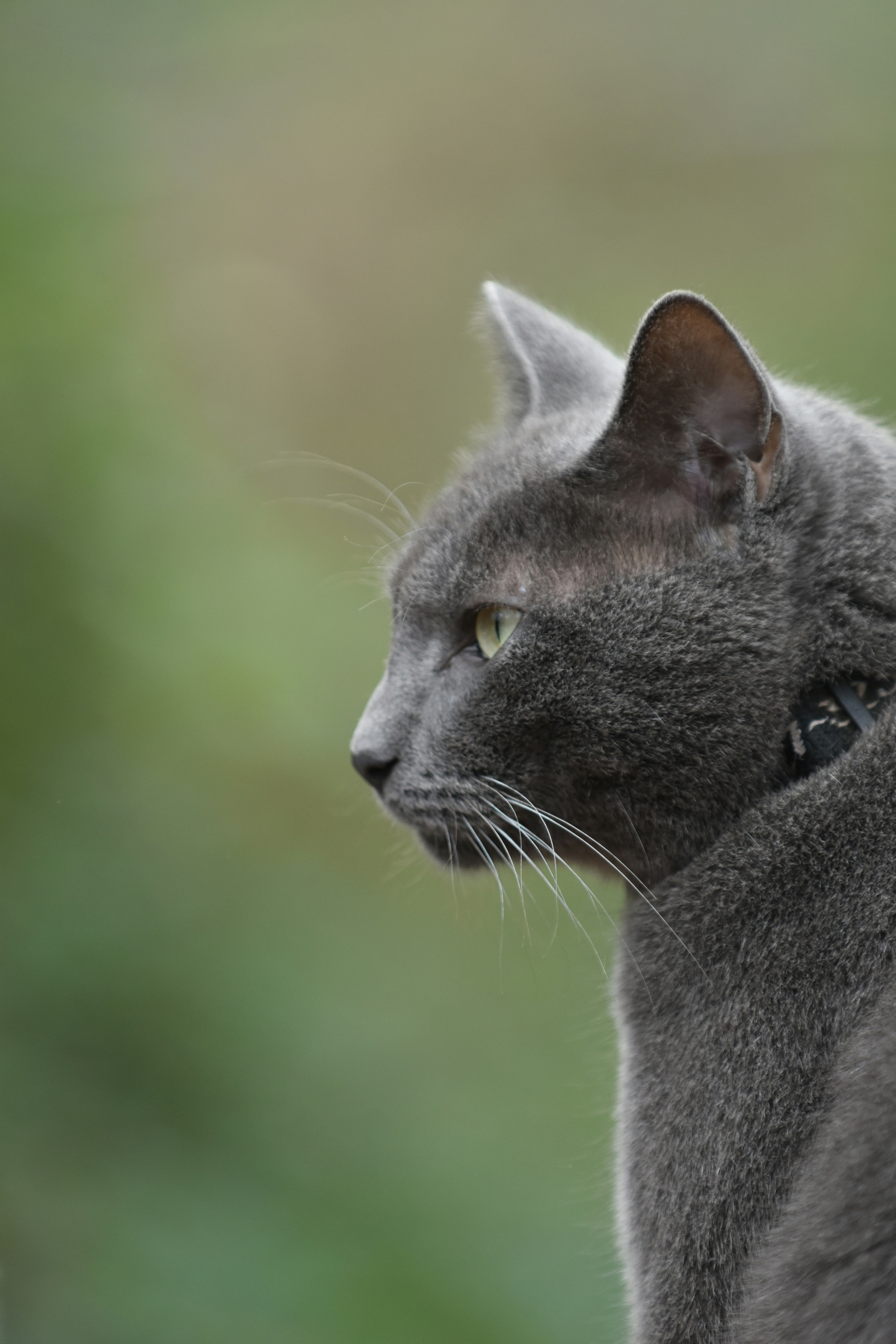 Profile of Russian blue cat