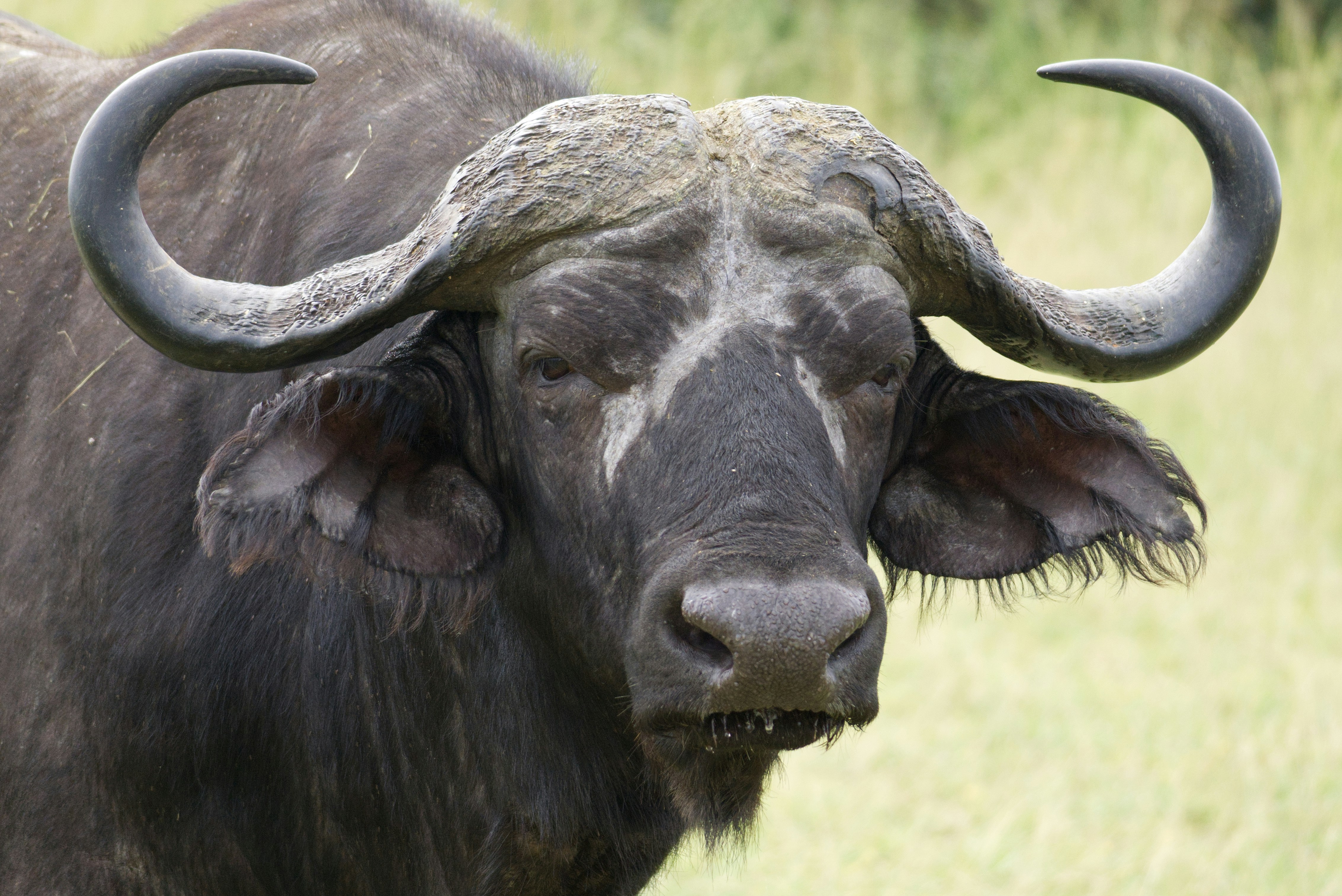 A close up of a bull with large horns photo – Free Uganda Image on Unsplash