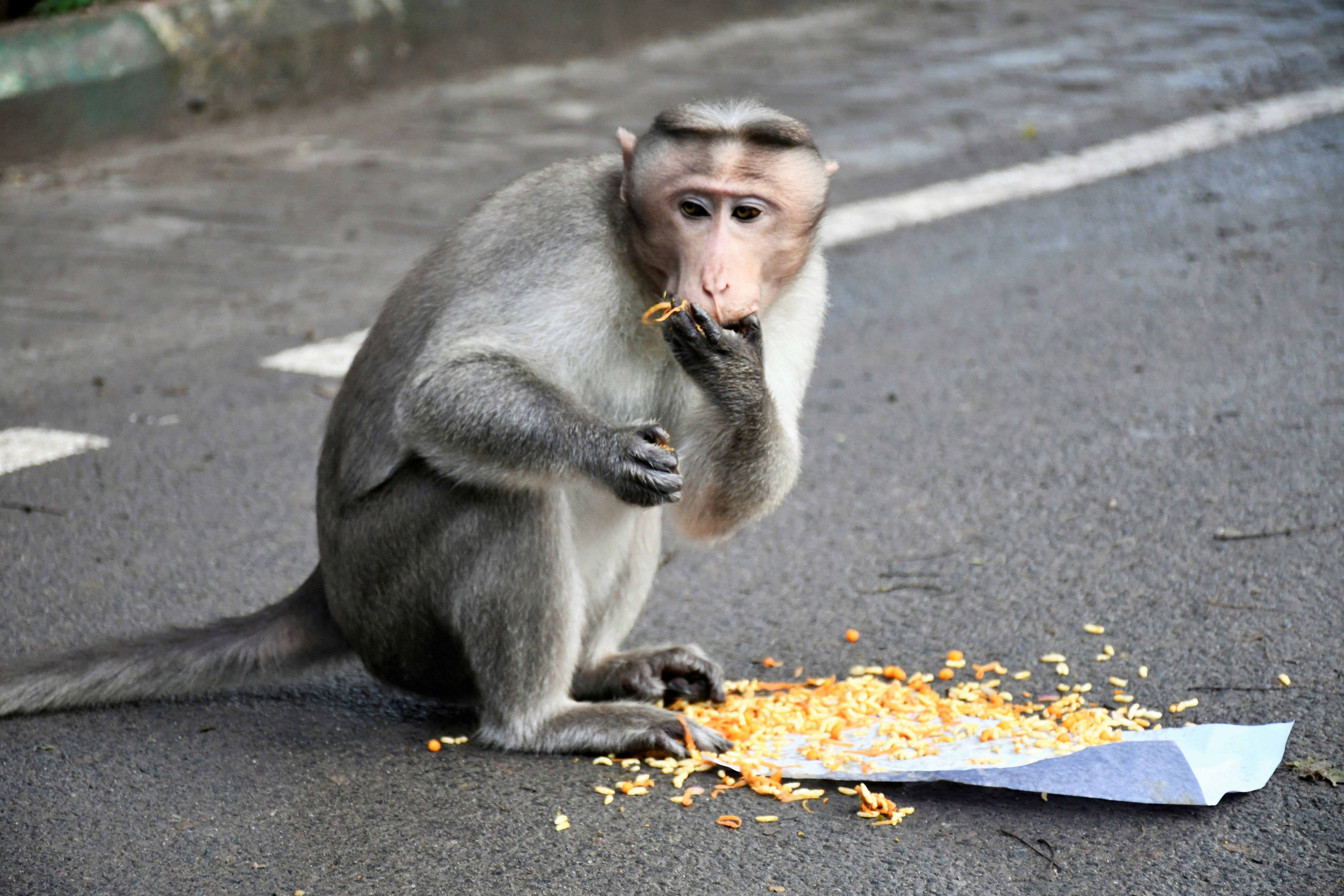 A monkey sitting on the side of a road eating food photo – Free Animal ...