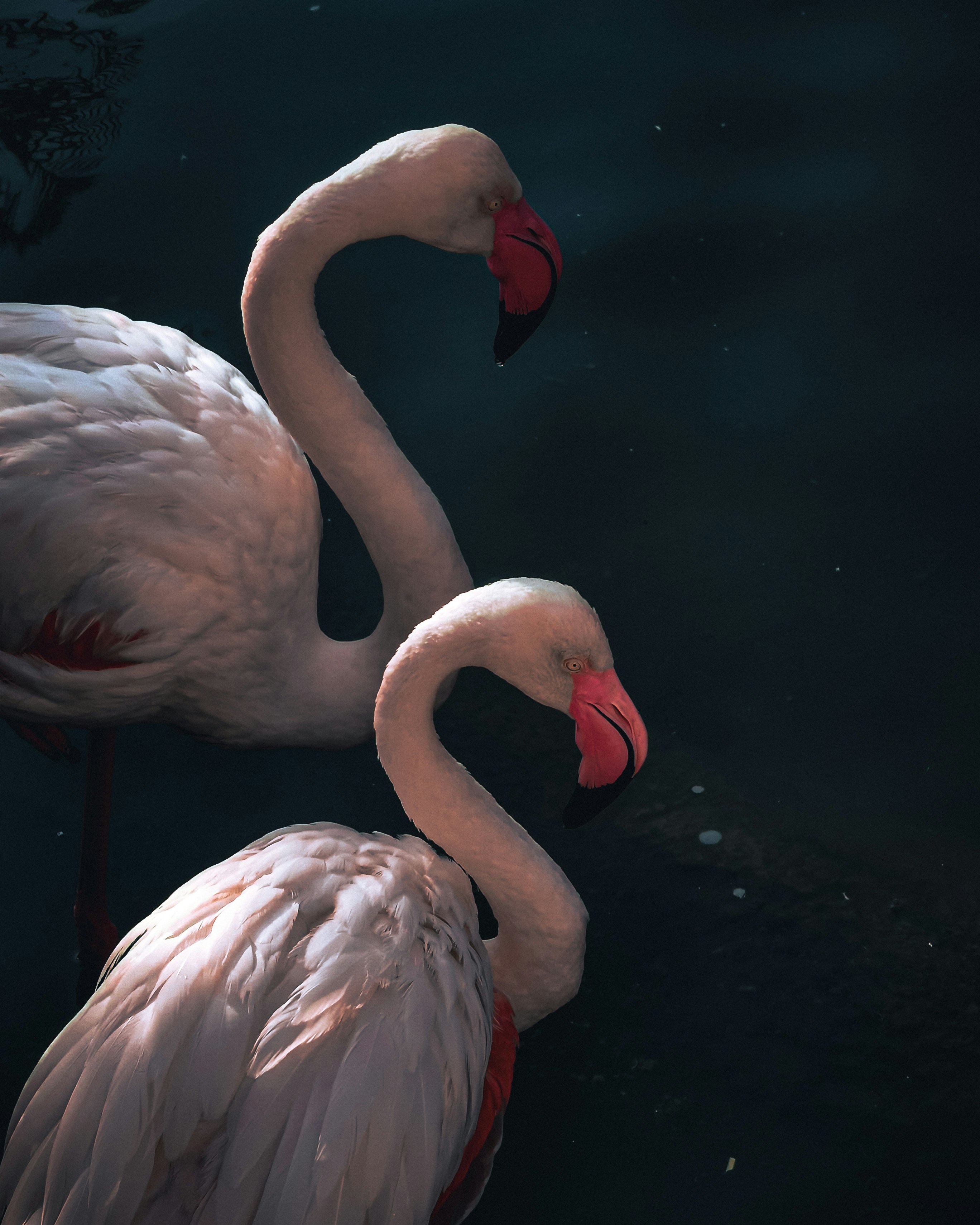 Two flamingos standing next to each other in the water photo – Free Al ...
