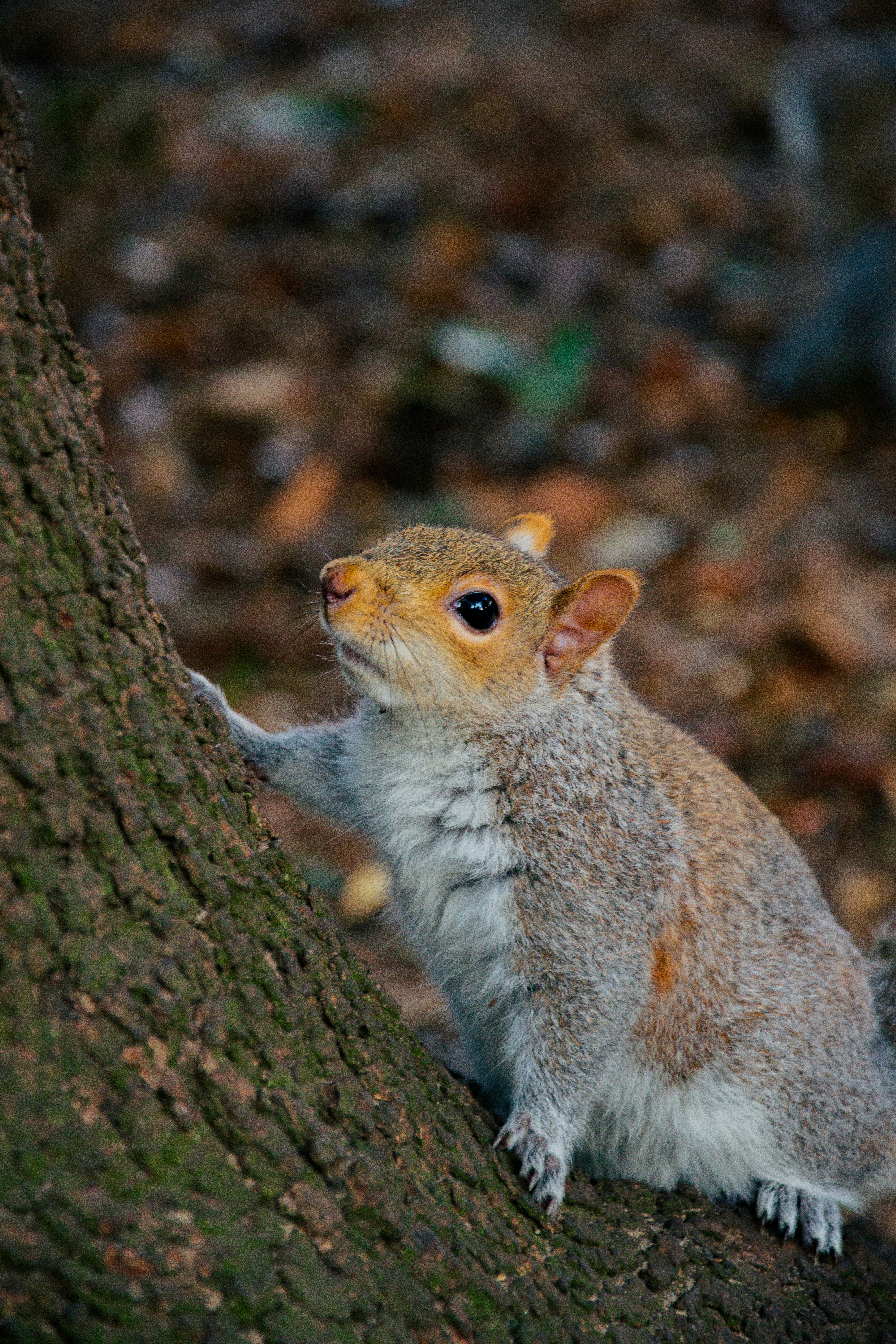 Orange-Headed Grey/Brown Squirrel Posing on a Tree 3