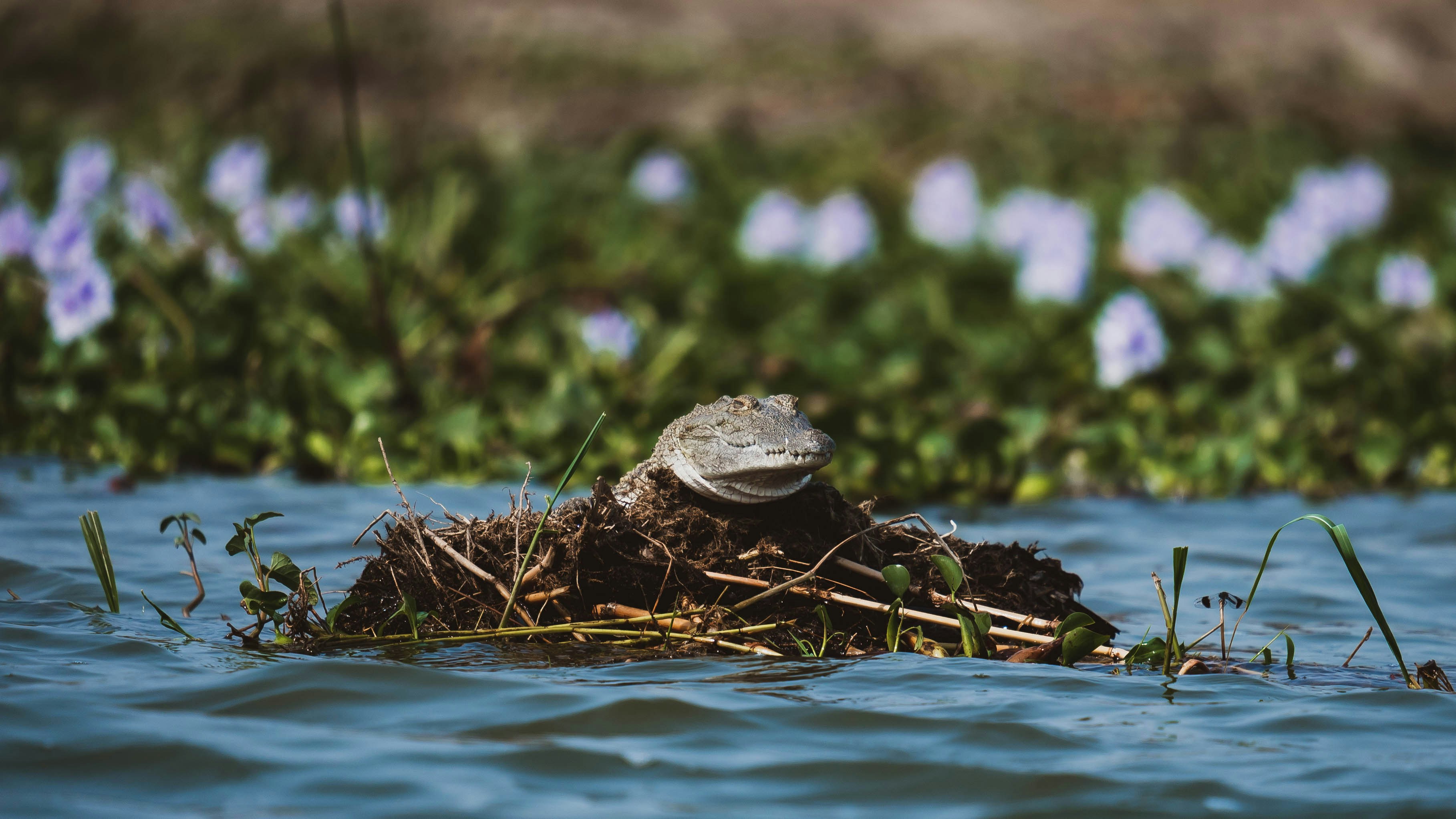 A young Nile Crocodile perches on a mound sticking out of the Kazinga channel.