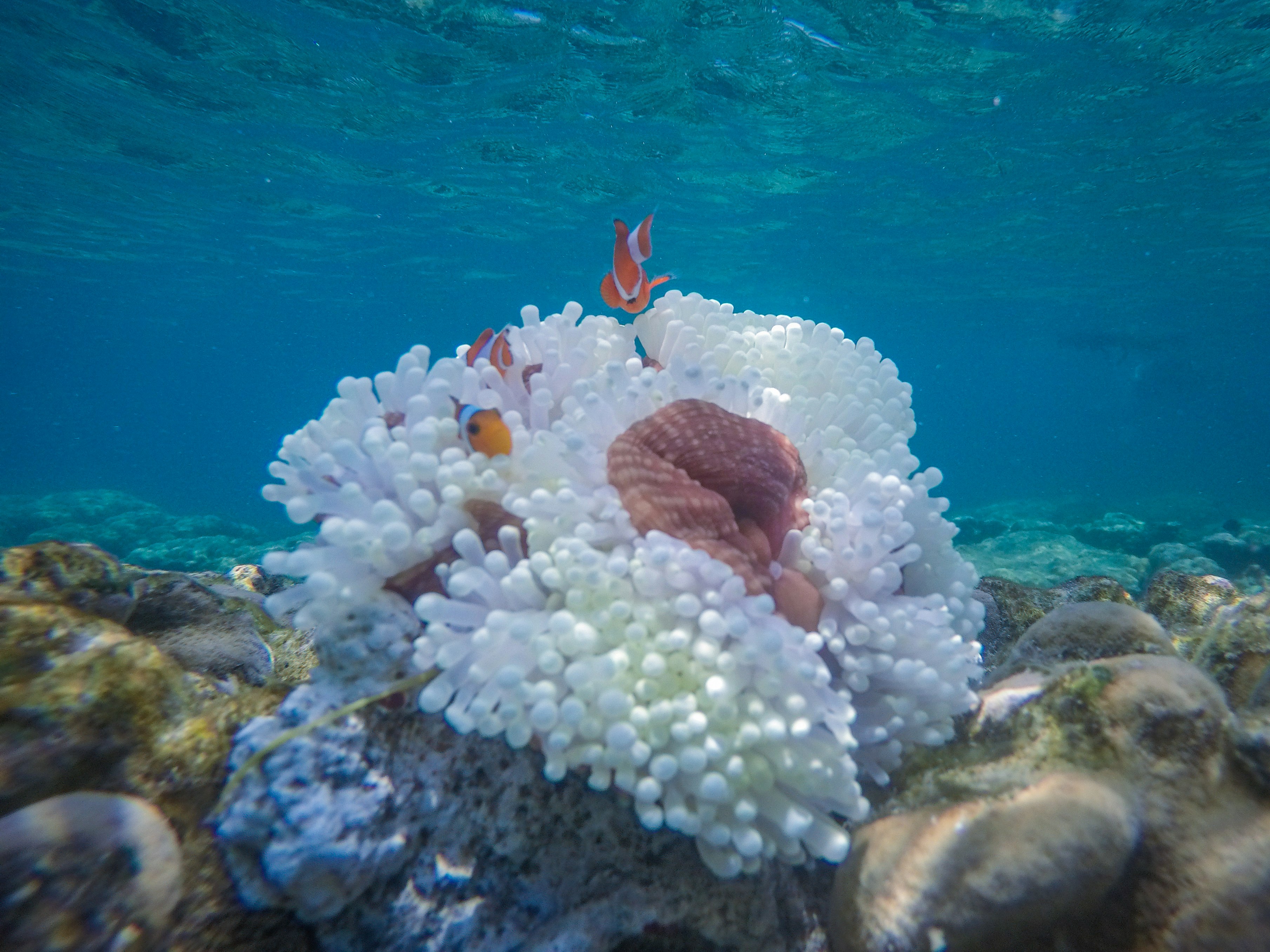 Underwater scene centered on a white bubble coral with two orange clownfish weaving through its polyps.