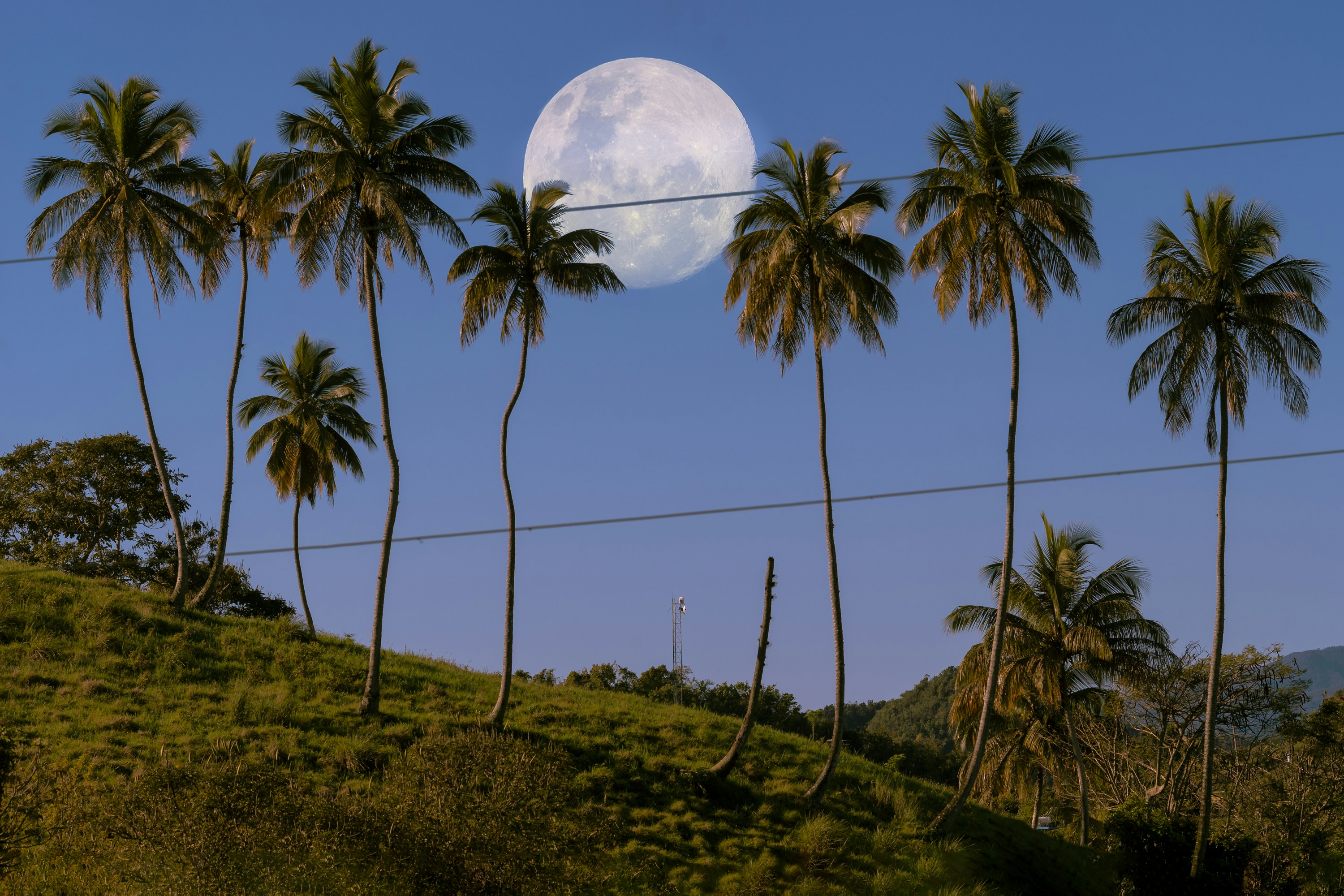 A full moon is seen behind palm trees photo – Free Puerto rico Image on ...