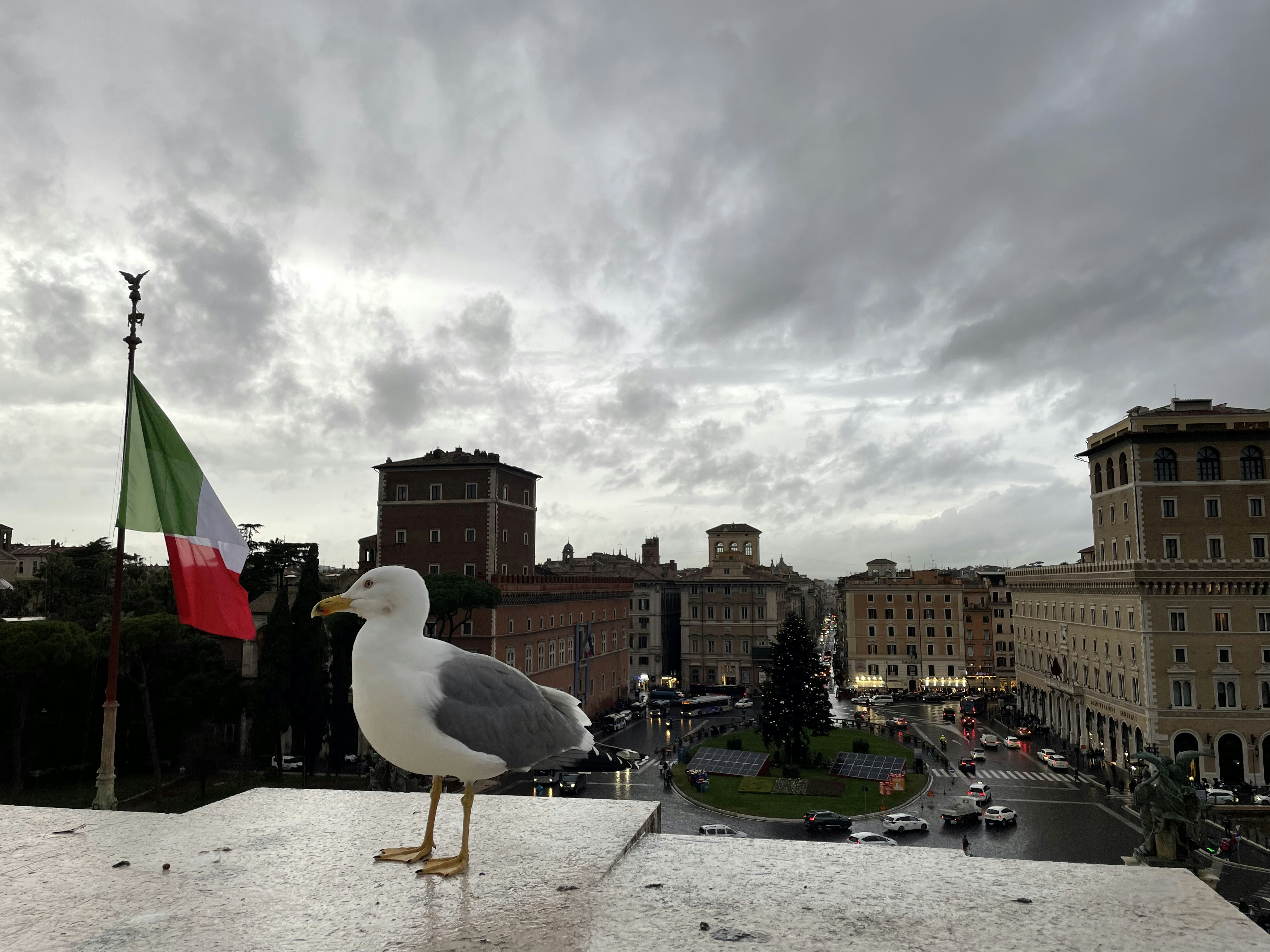 Seagull Sentinel Over Rome’s Piazza