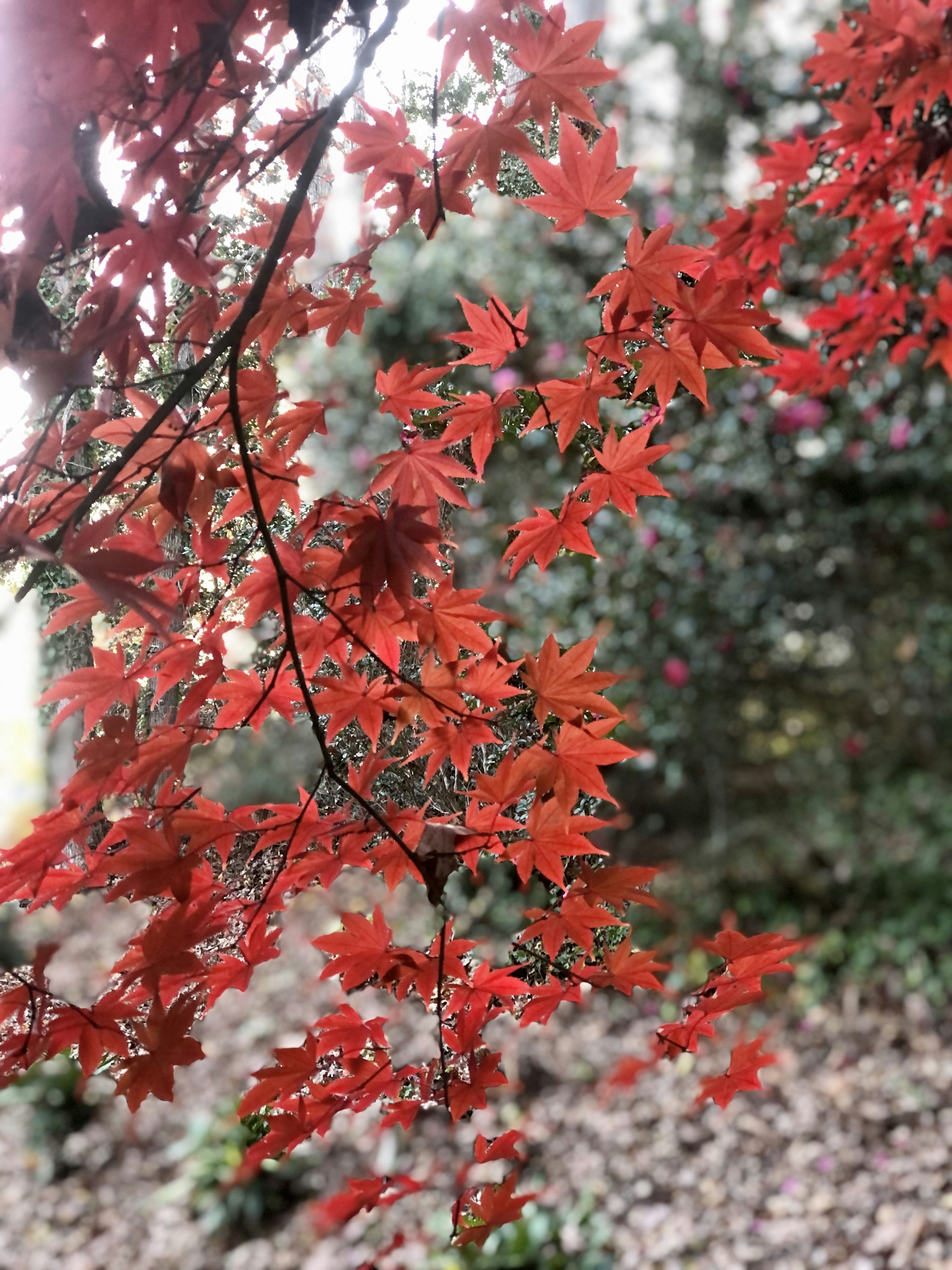 Un arbre aux feuilles rouges dans un parc photo – Photo Caroline du Sud ...