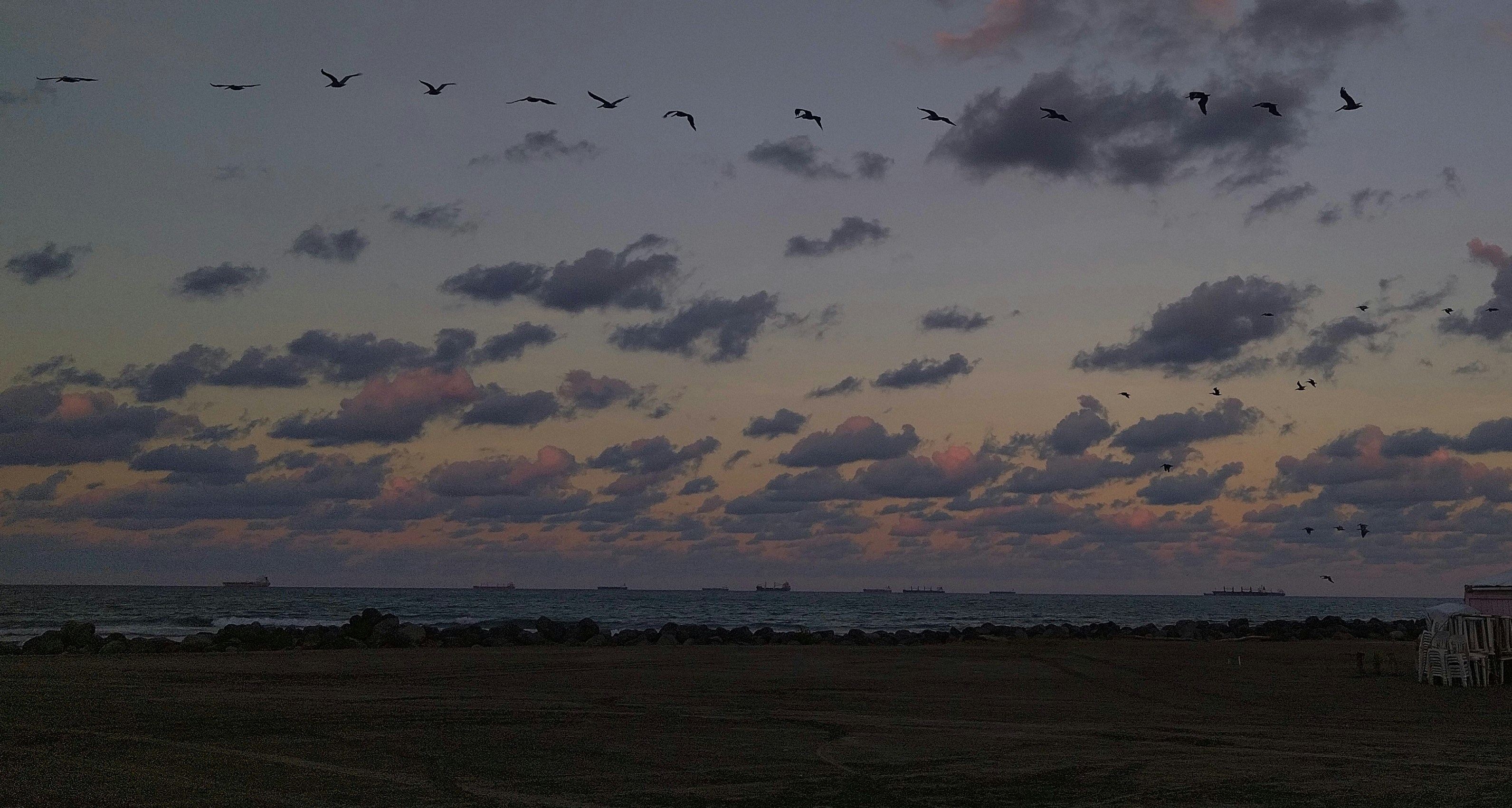 Une volée d’oiseaux survolant une plage au coucher du soleil photo ...