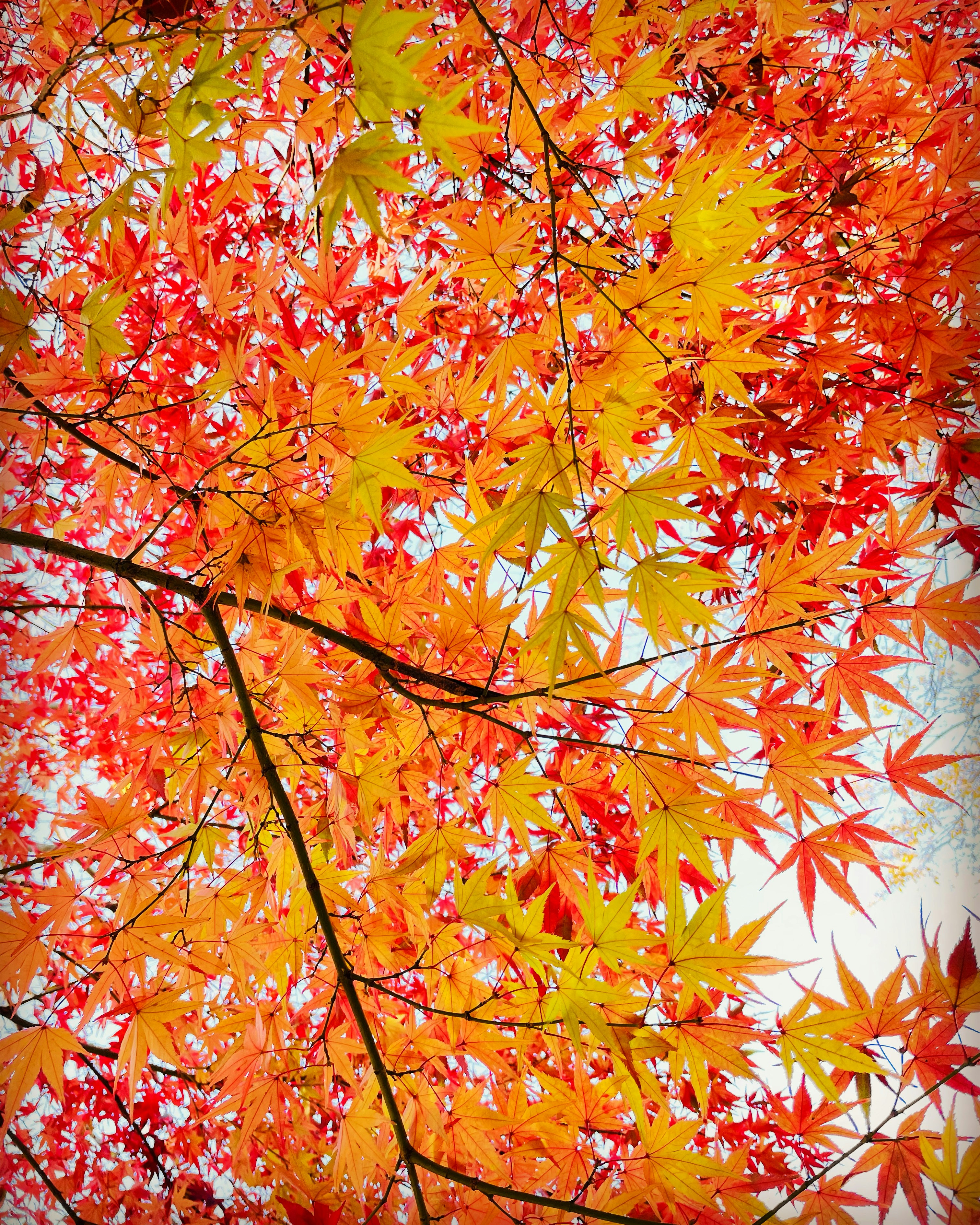 The leaves of a maple tree in autumn photo – Free Leaf Image on Unsplash