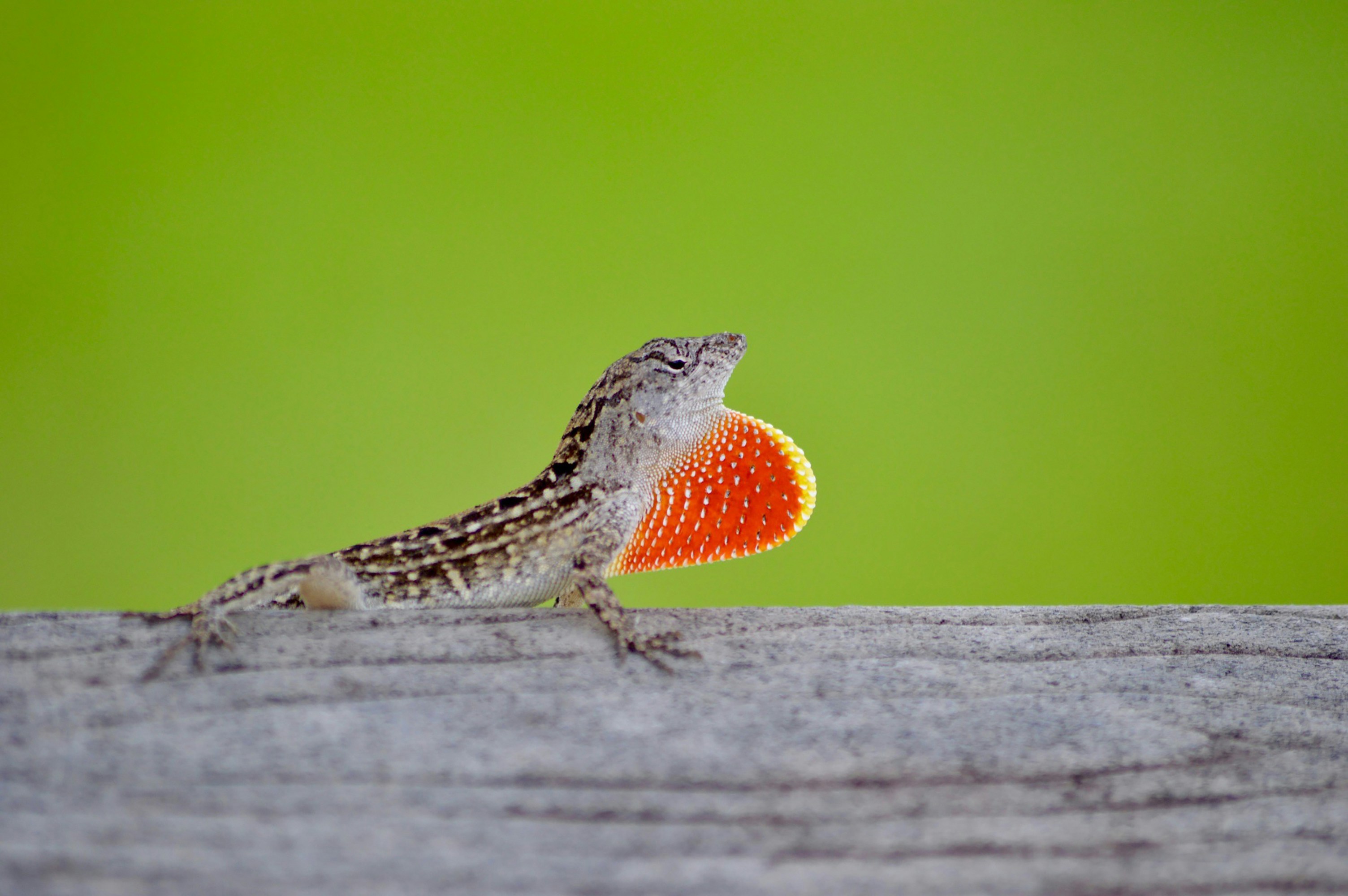 a small lizard sitting on top of a piece of wood