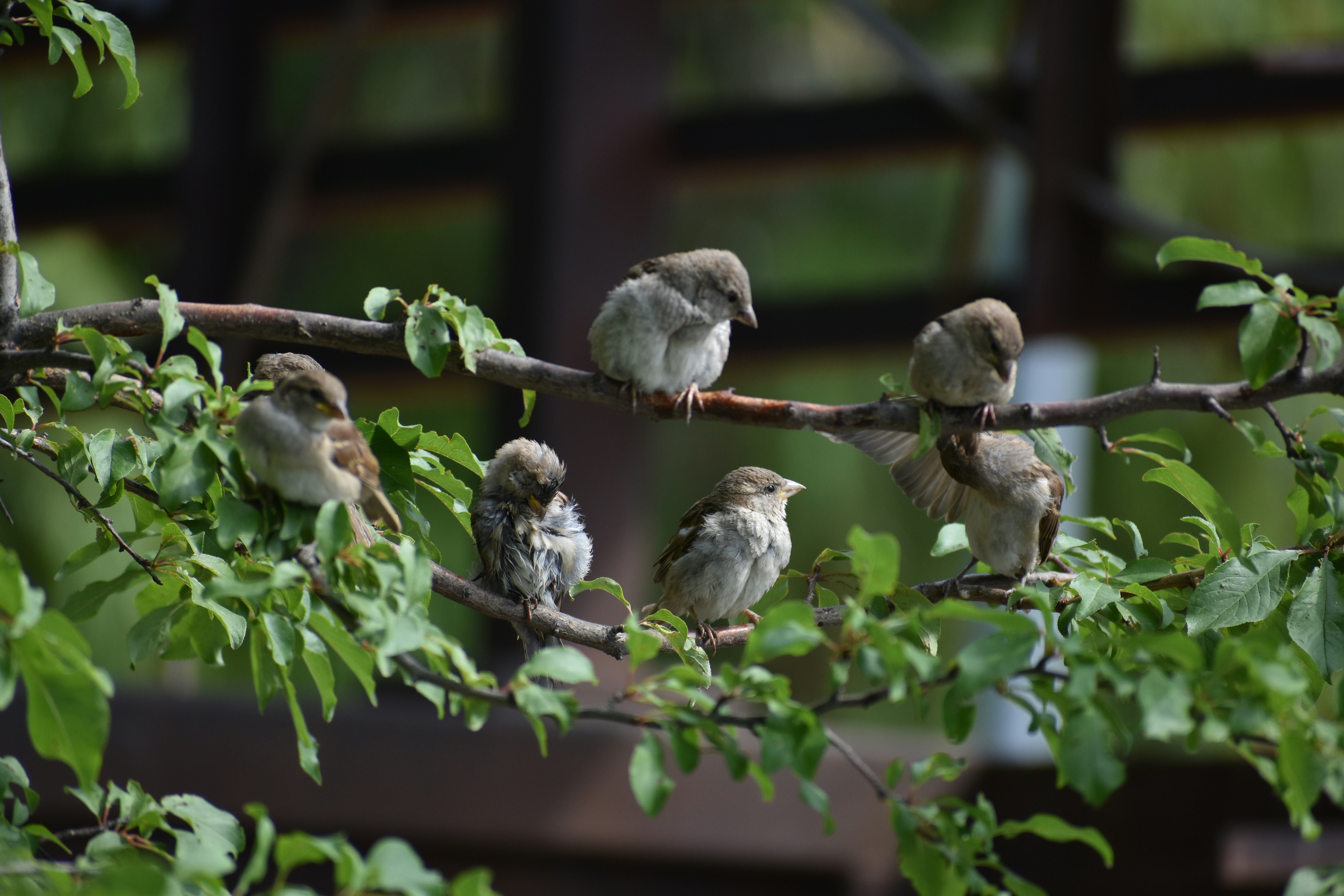 A group of small birds sitting on a tree branch photo – Free On Image ...