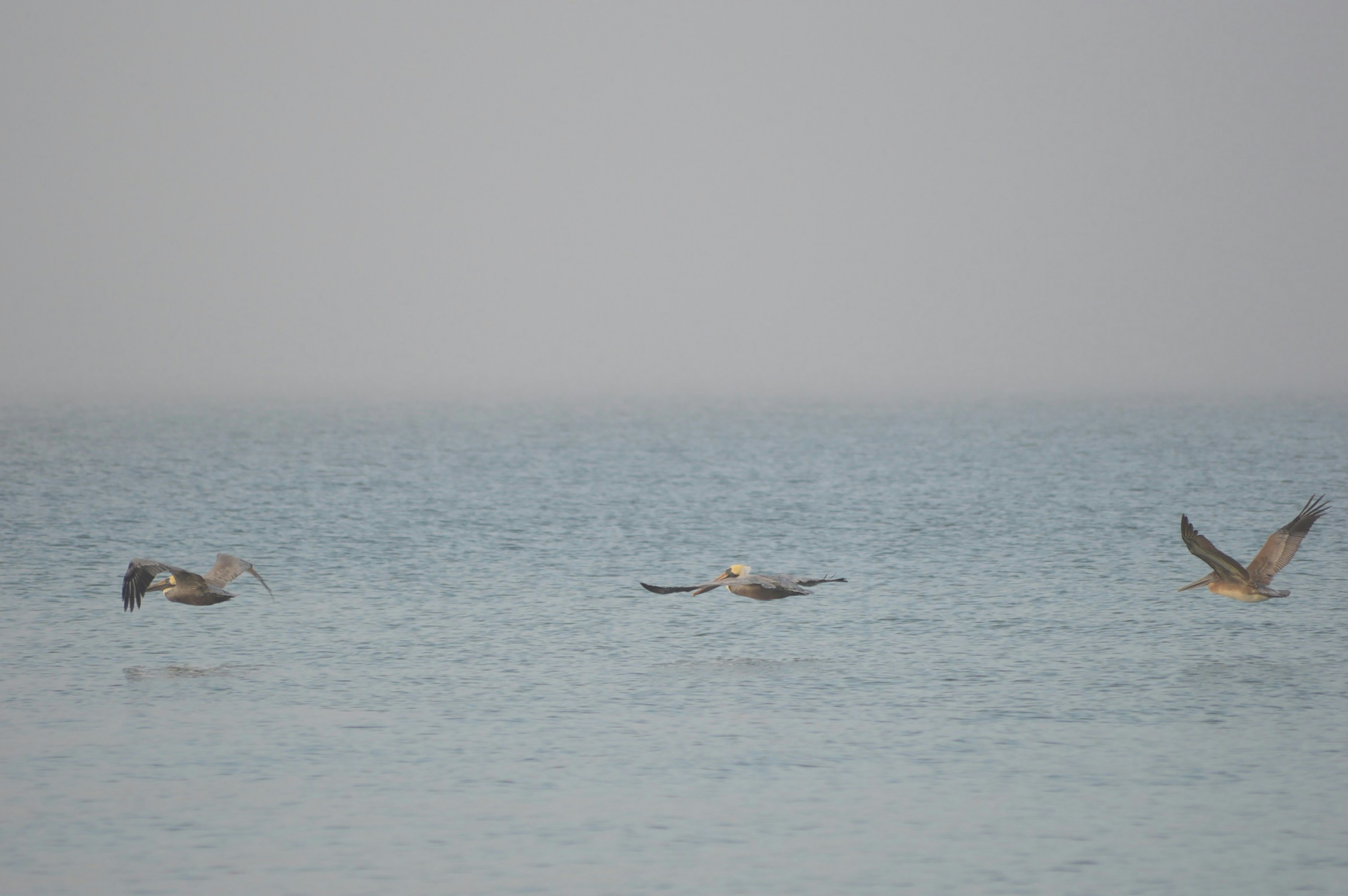 Trio of Pelicans in Serene Flight