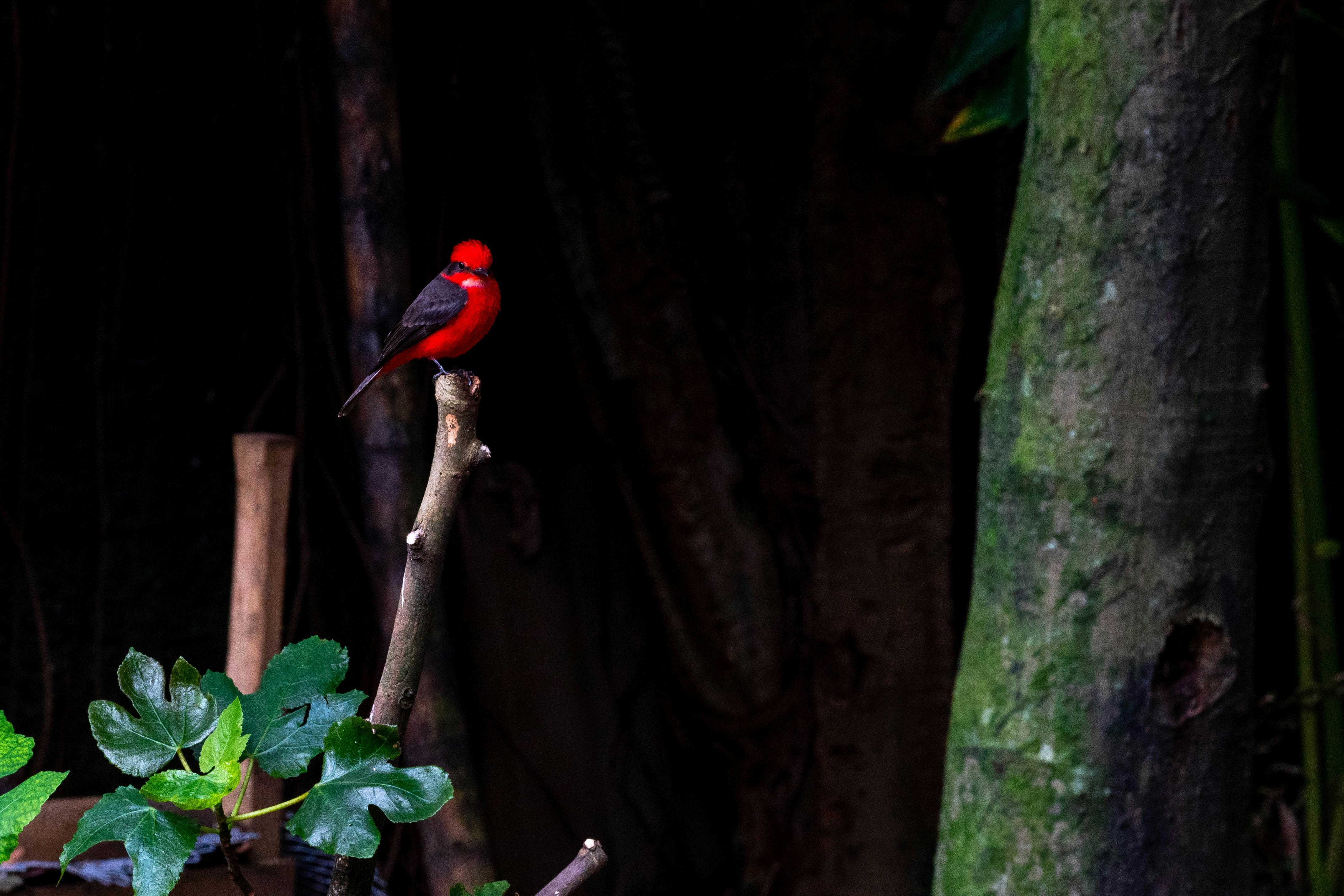Scarlet Sentinel on a Mossy Branch