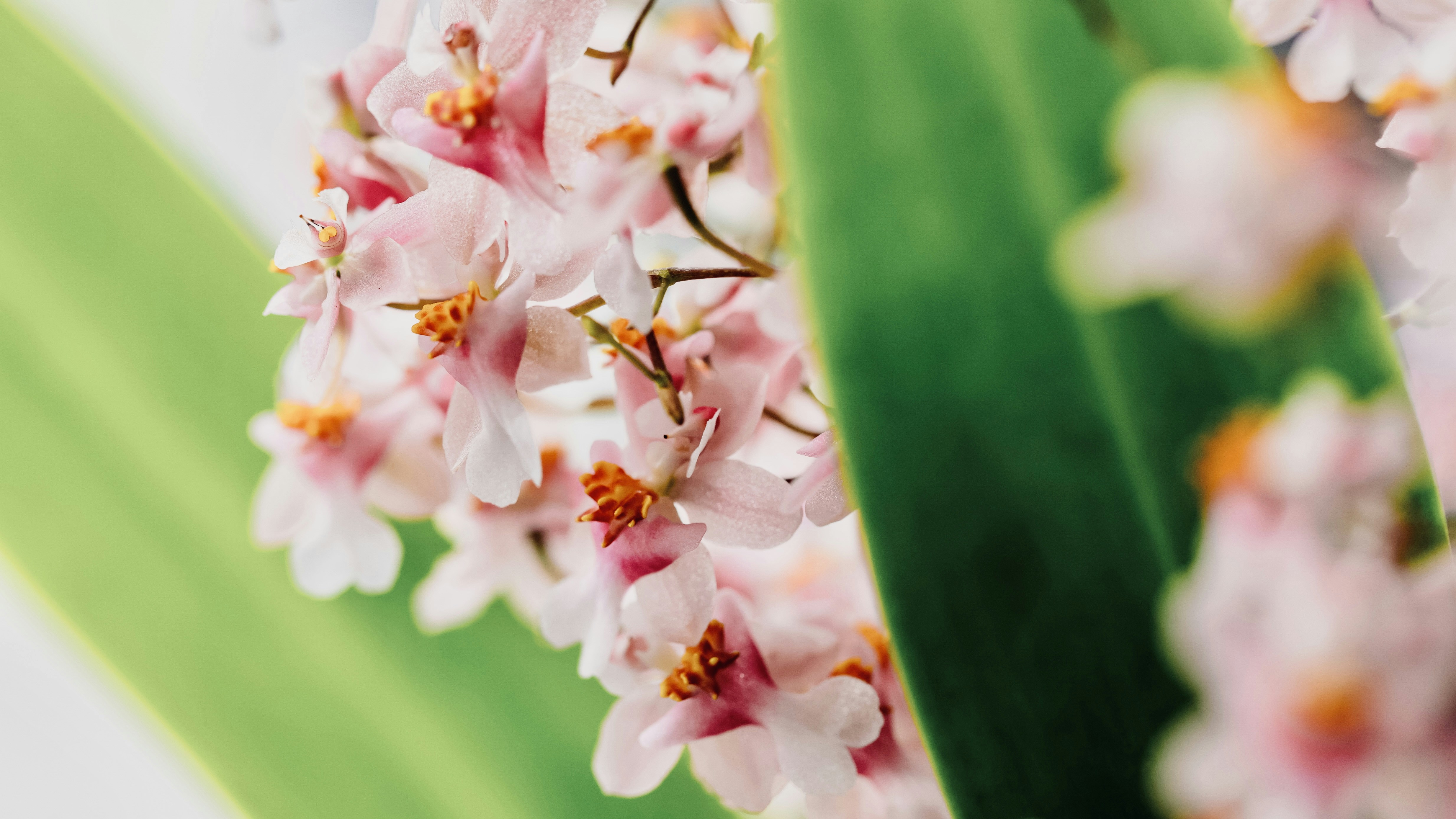 Petal Chorus: Delicate Pink Blooms in Soft Focus