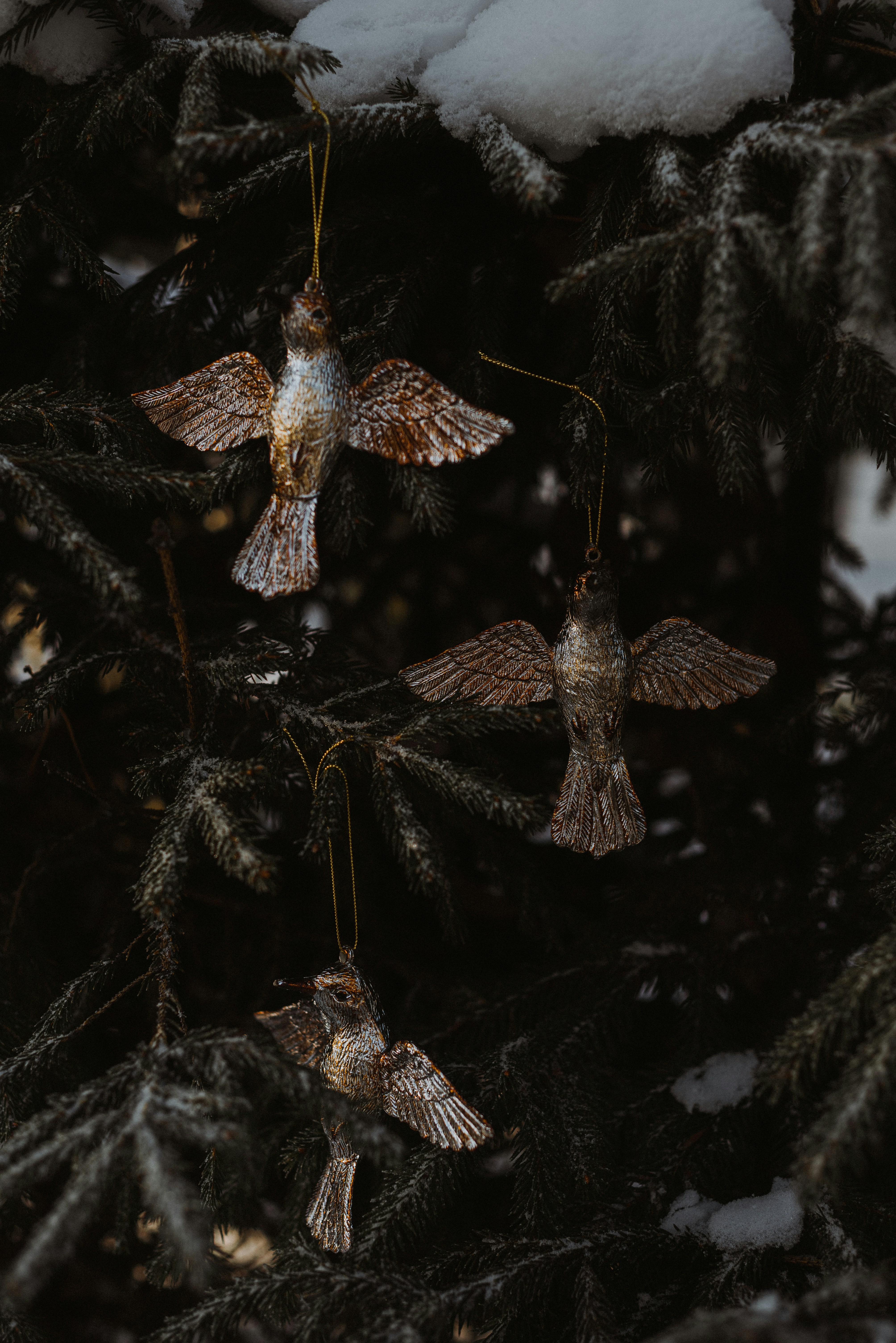 Three hummingbirds hanging from a tree in the snow photo – Free ...