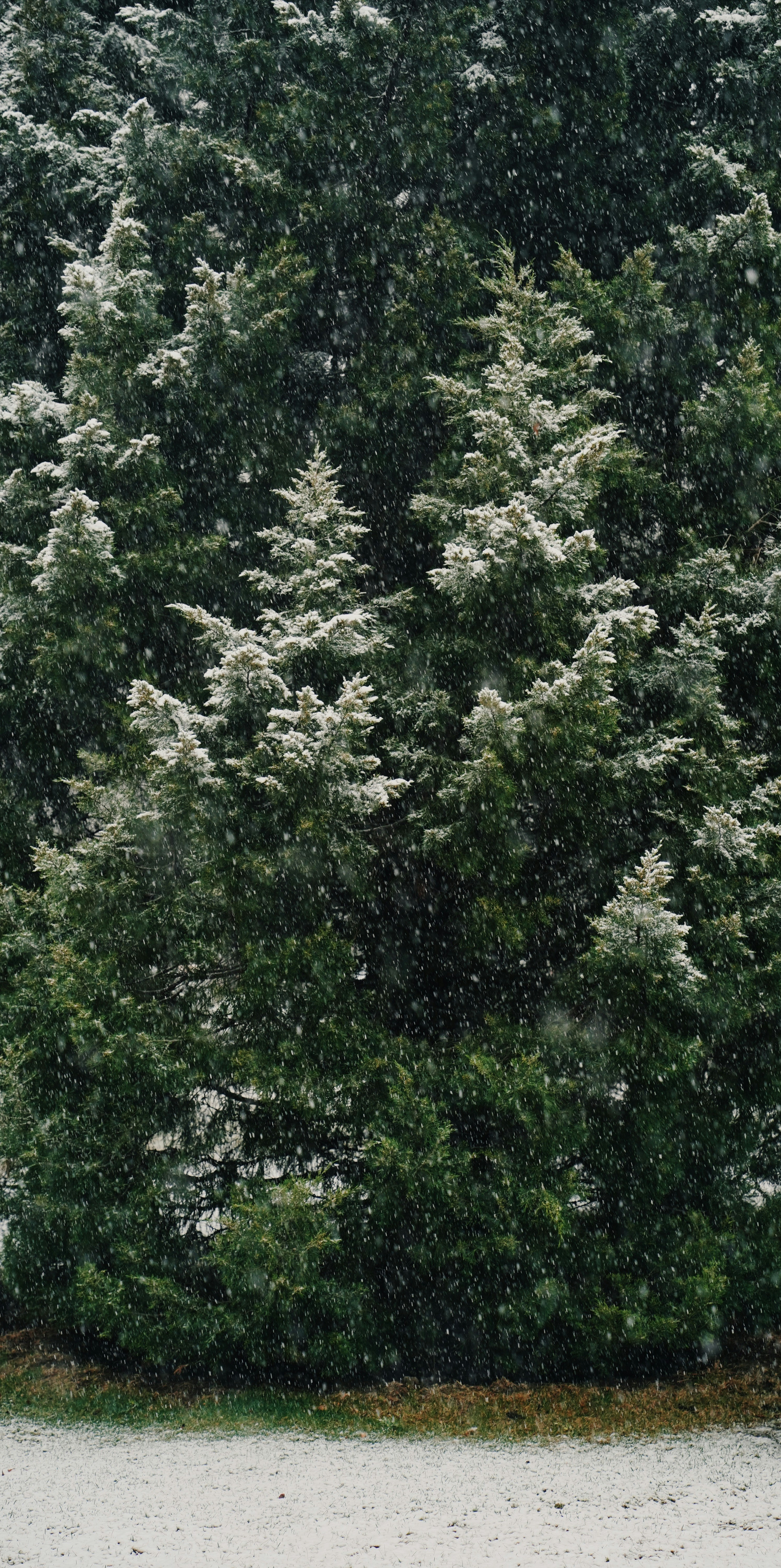 Snow dust on evergreen tips in a quiet fir-dominated scene