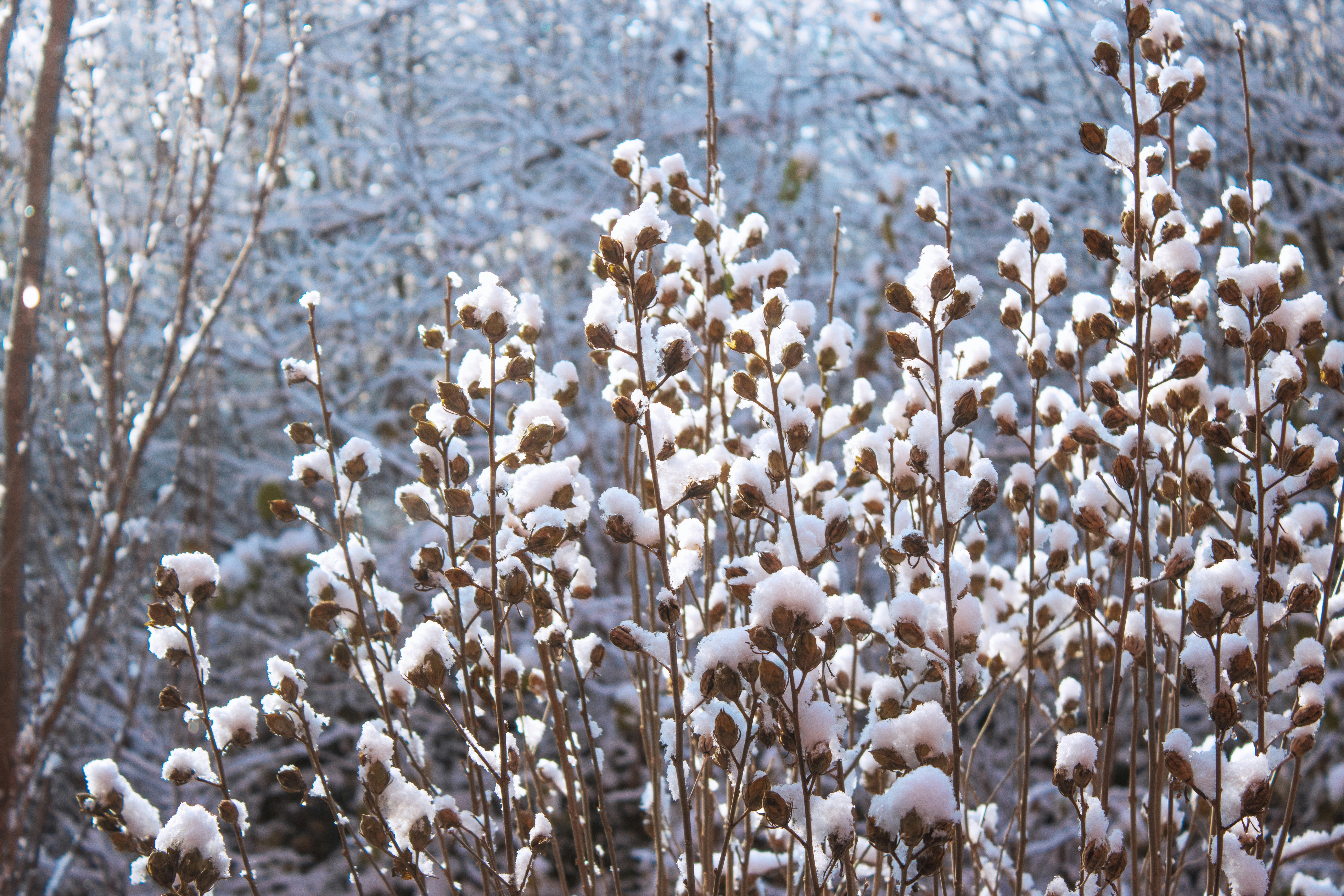 A bunch of snow covered plants in a field photo – Free Ice Image on ...