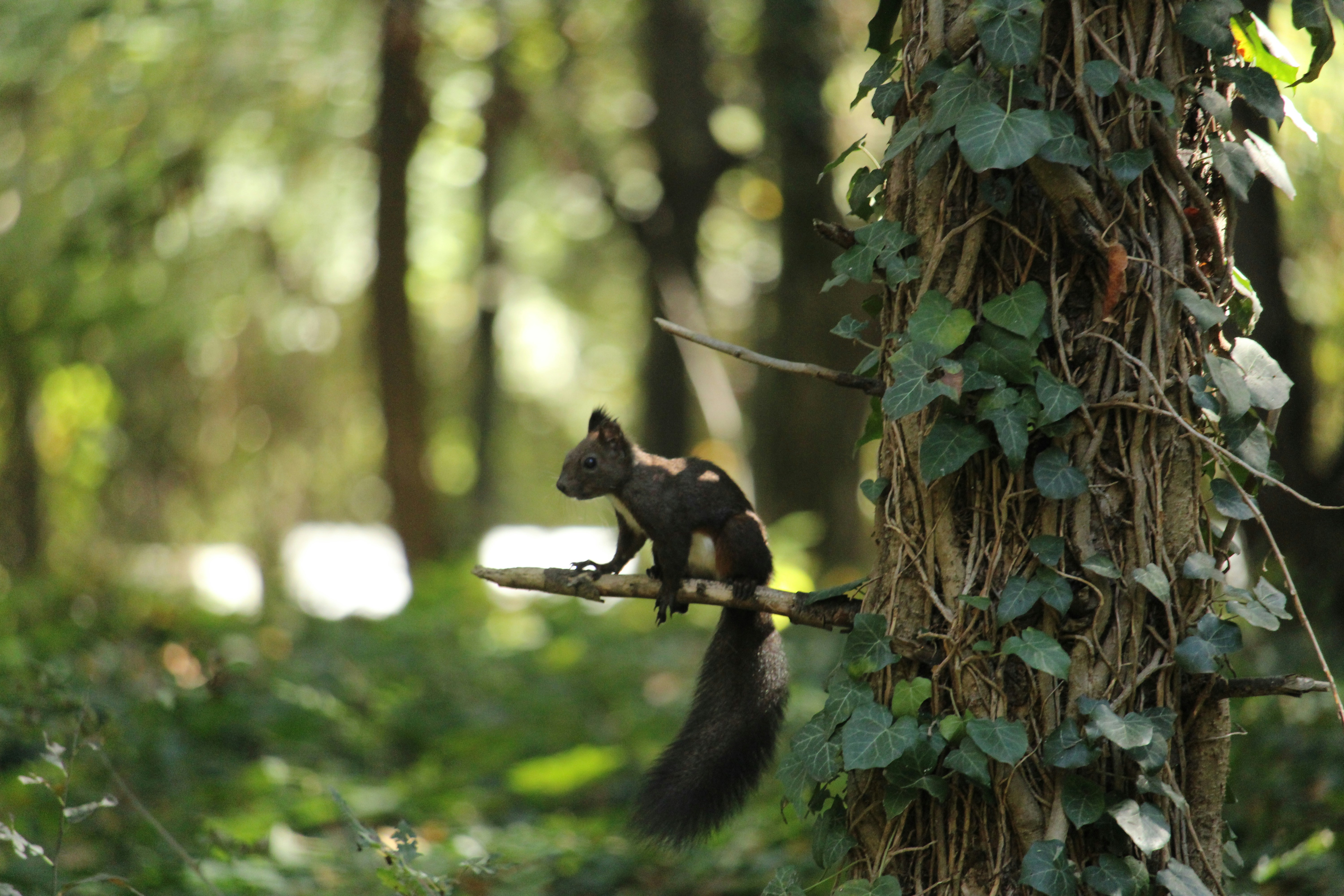 A squirrel caught while "posing" for portrait.