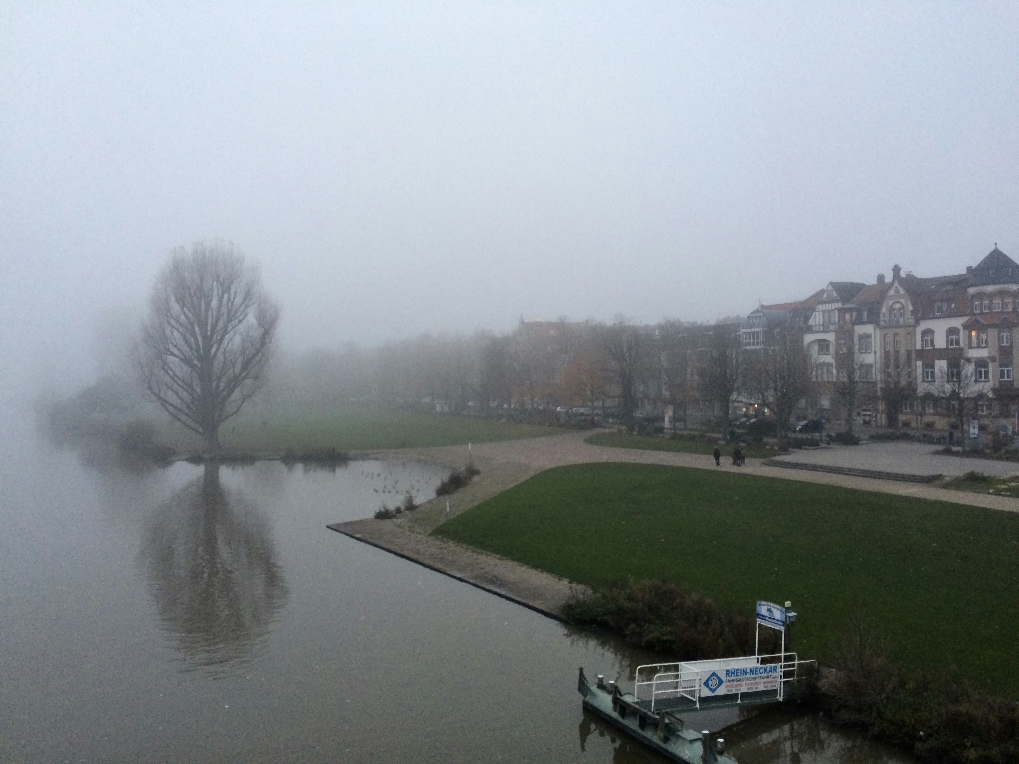 Foggy landscape with a lone tree reflecting in calm water beside a row of houses.