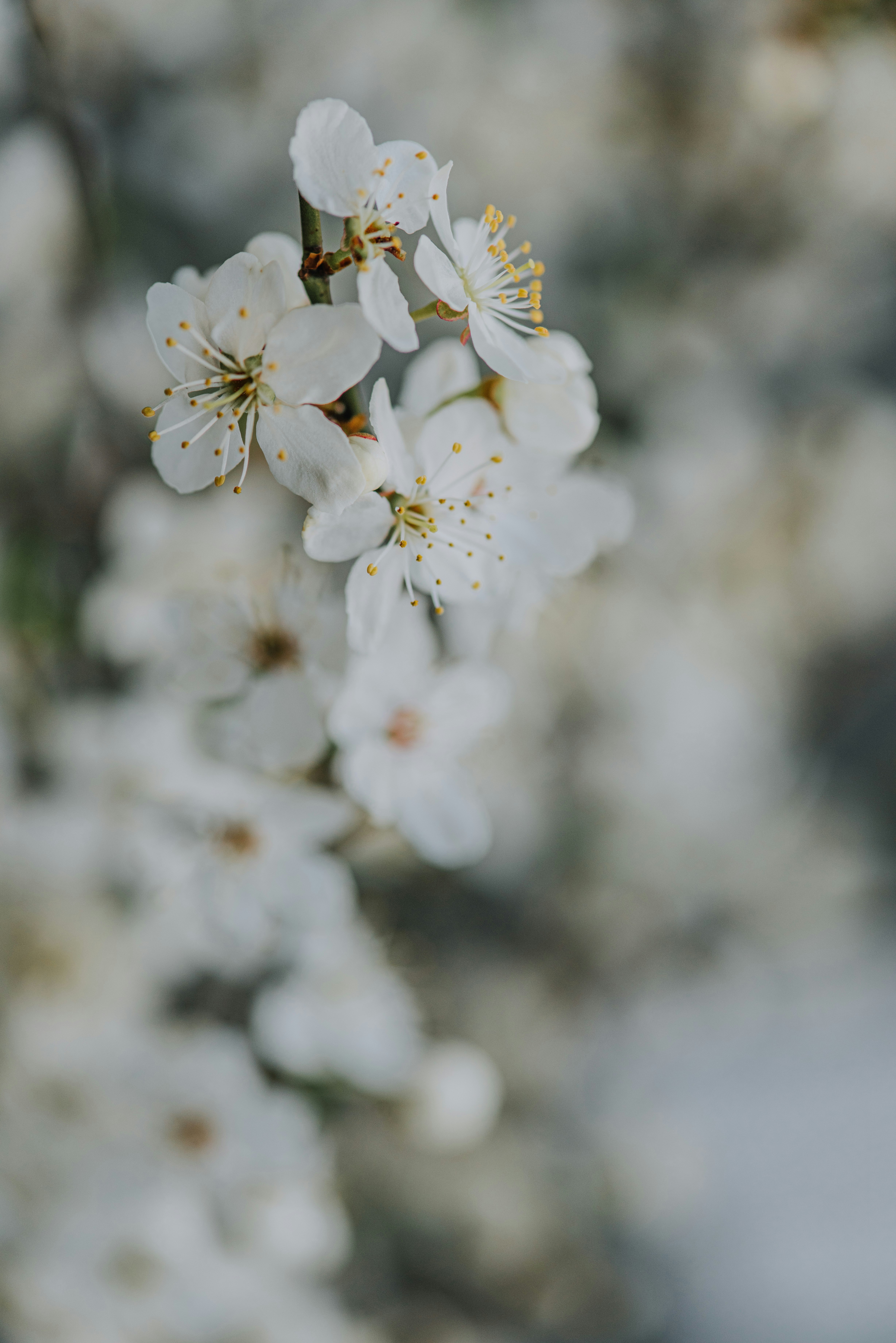 Photo by Anita Austvika with Nikon D810