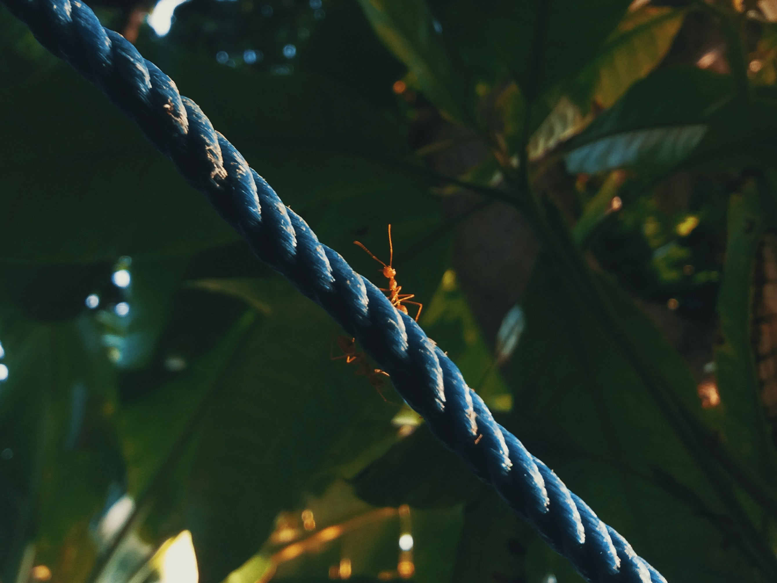 Cobalt Thread Across a Green Canopy: A Sharp Close-Up