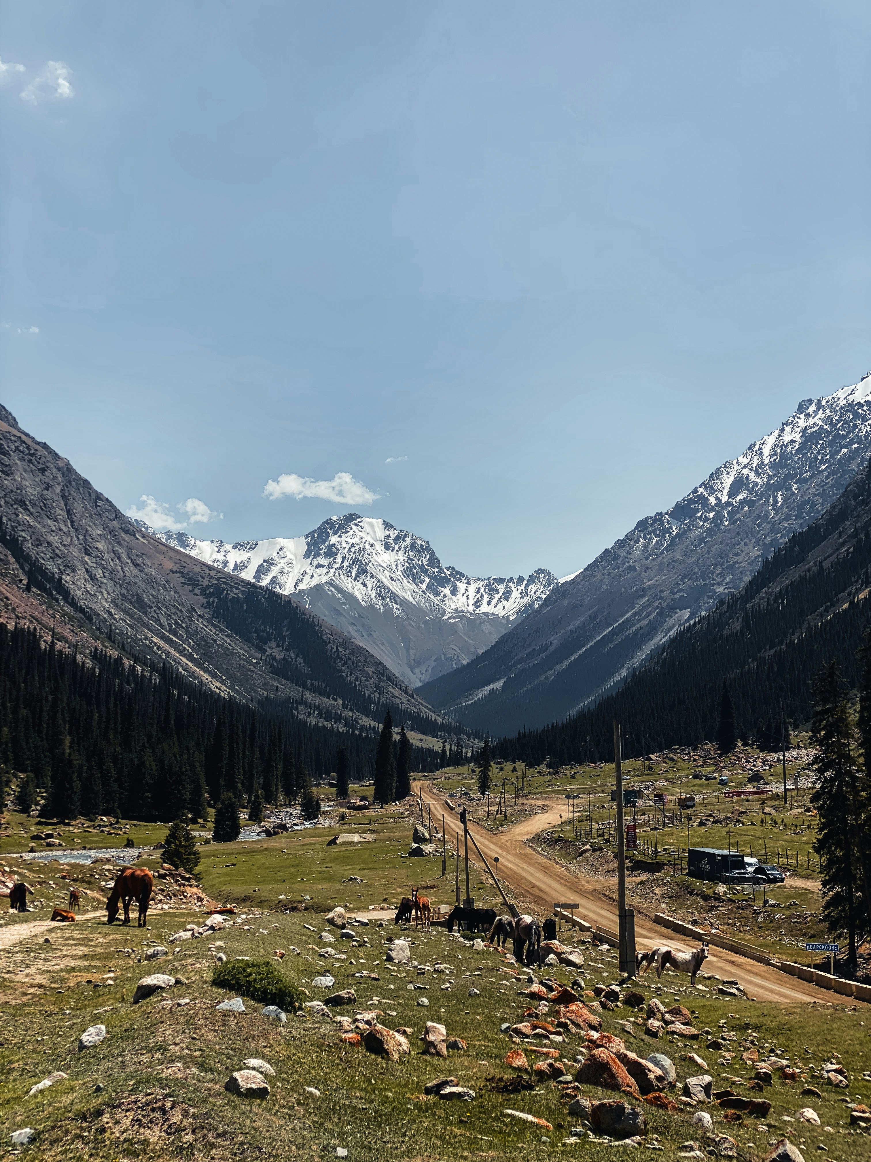 horses grazing in a valley with mountains in the background