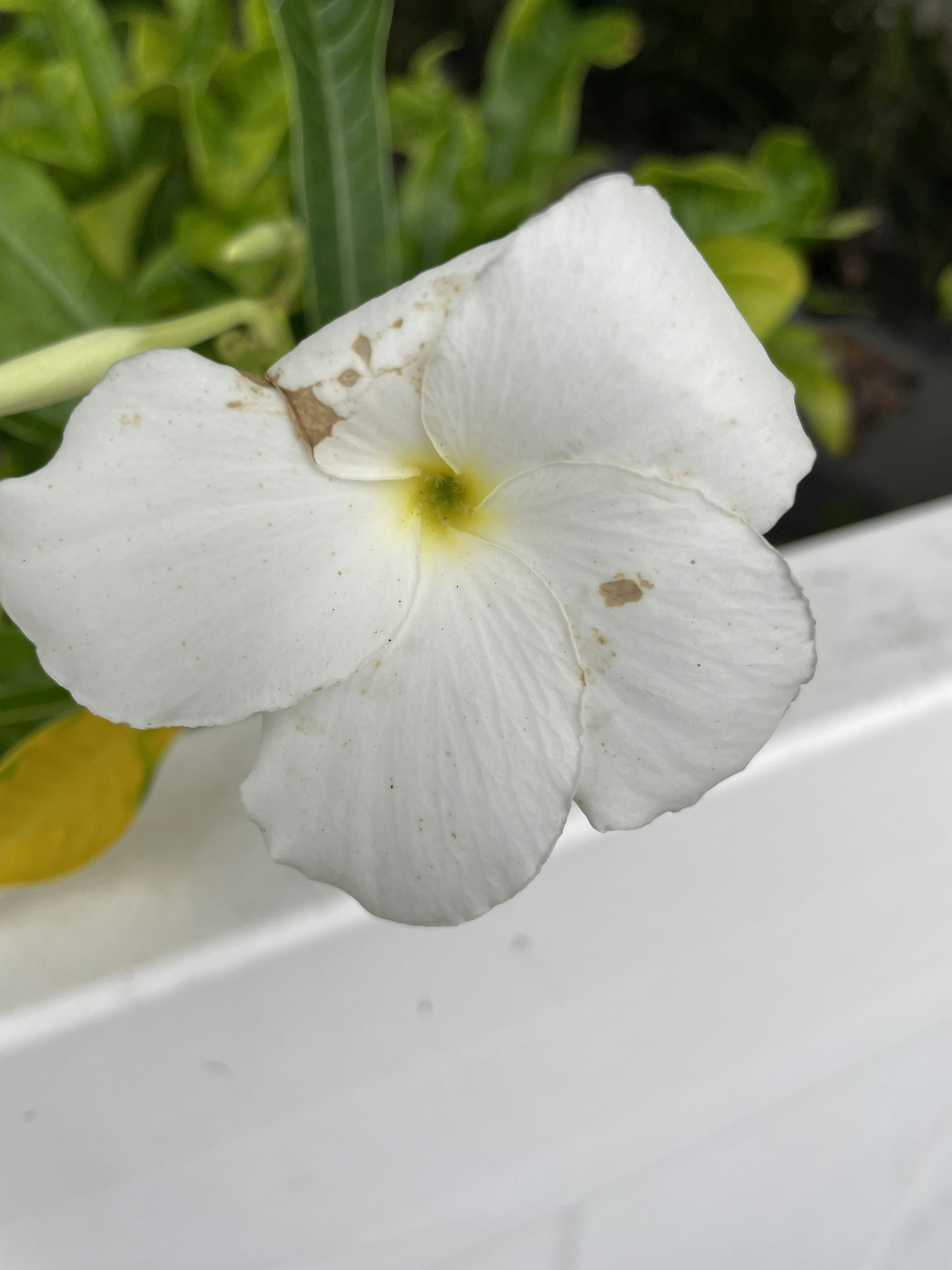 White Mandala Blooming Over a White Edge