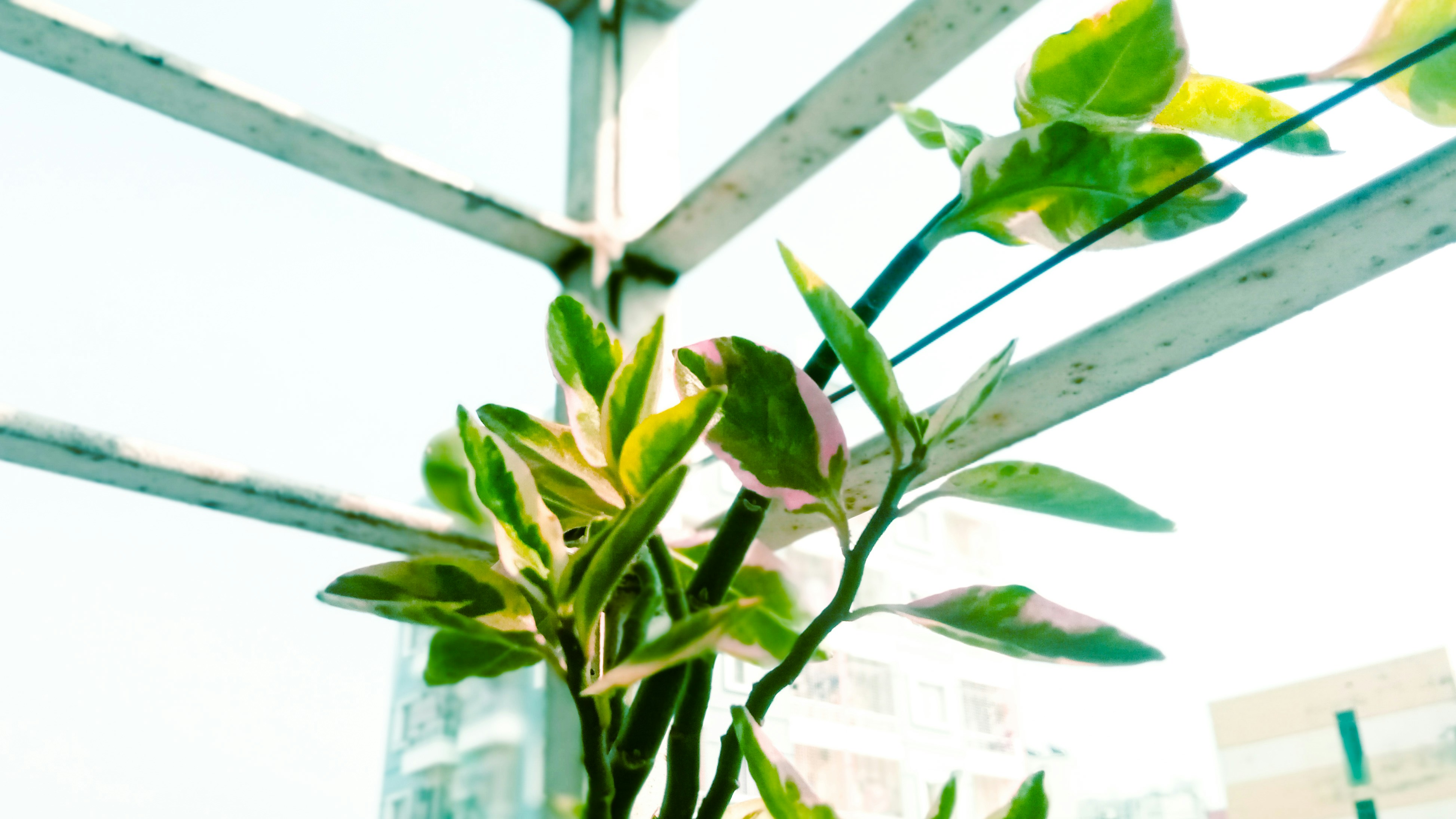 Photo by Mahin Ahmed with Xiaomi Redmi 9