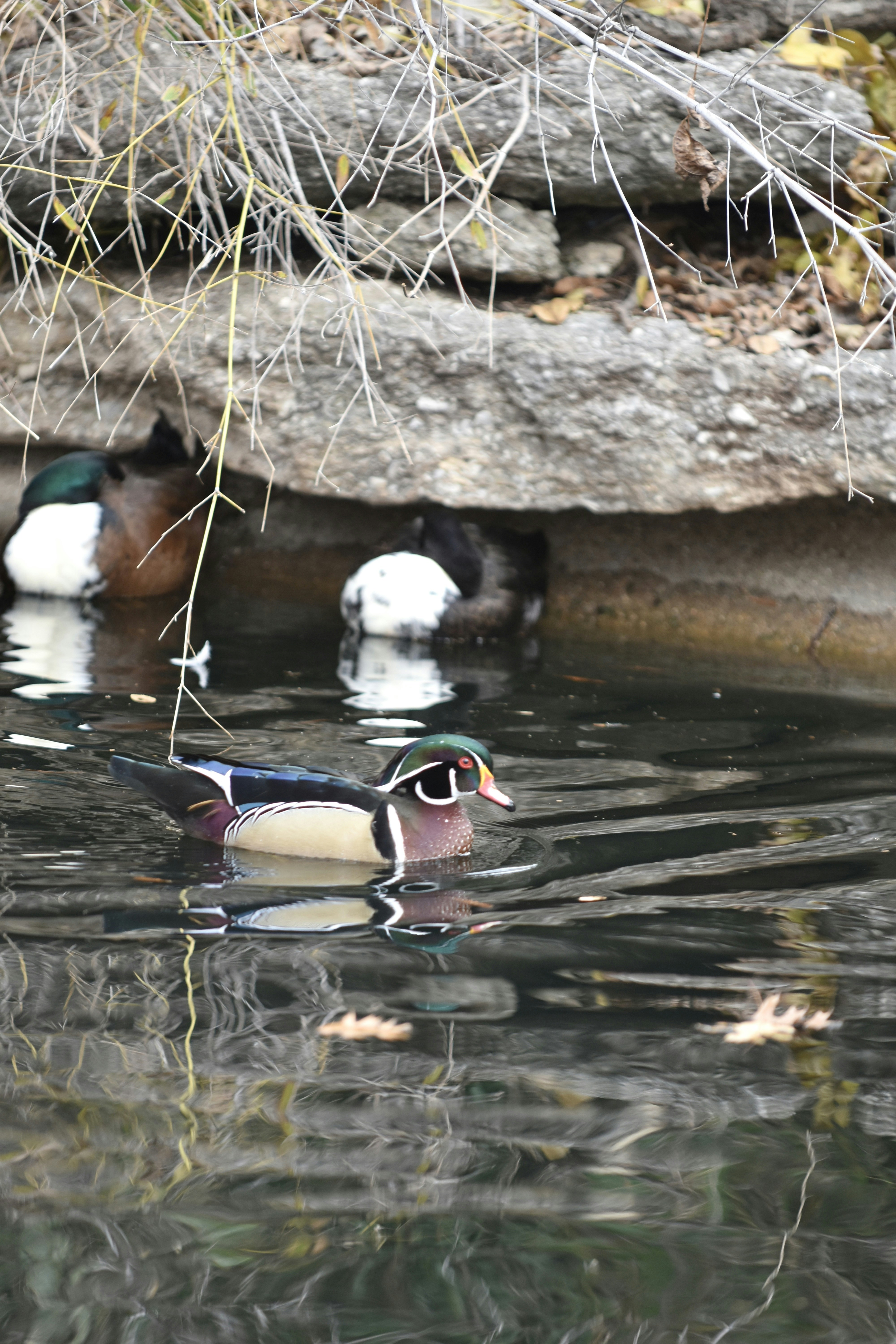 Wood duck swimming in pond