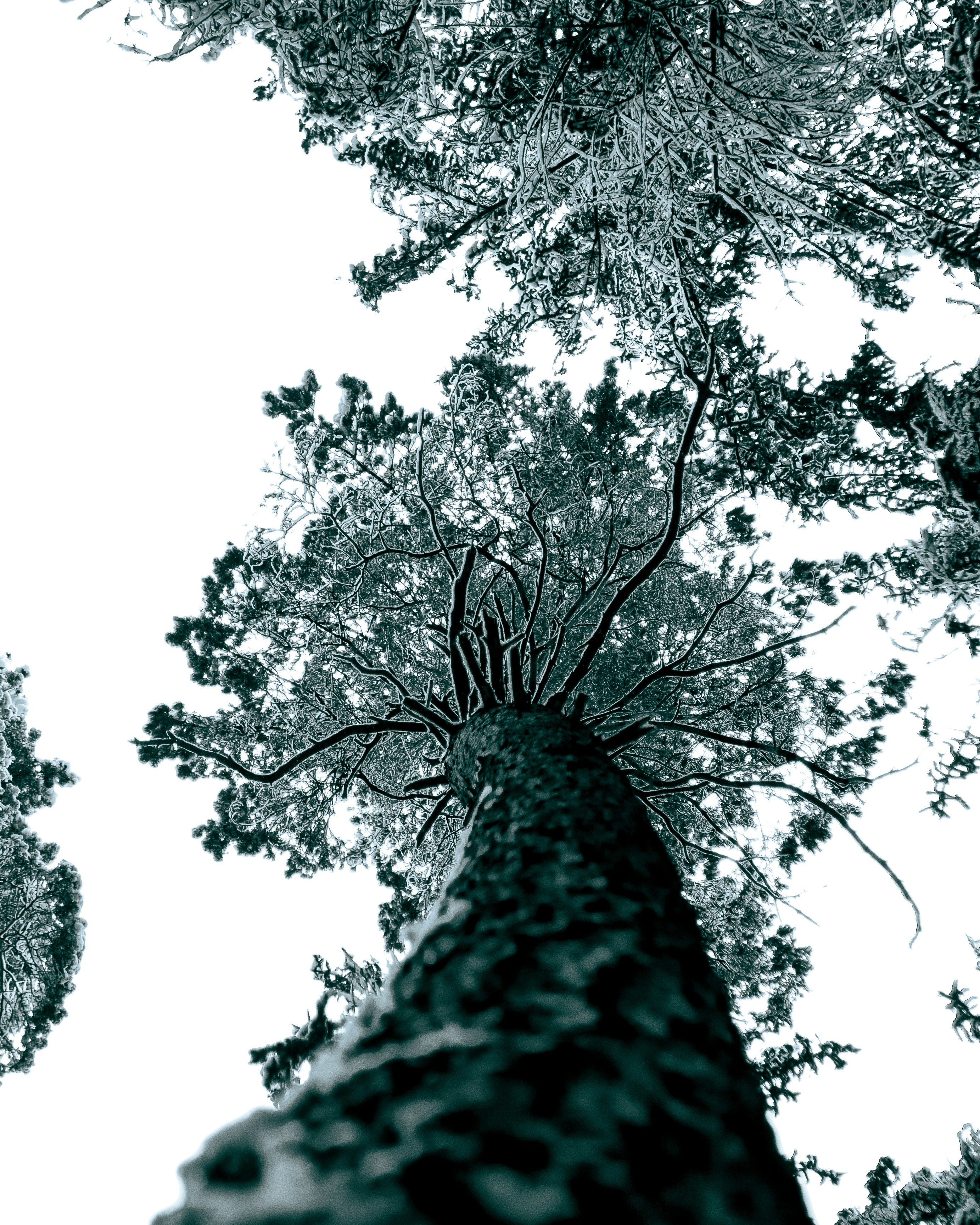 Looking up at a tall tree in a forest photo – Free Germany Image on ...