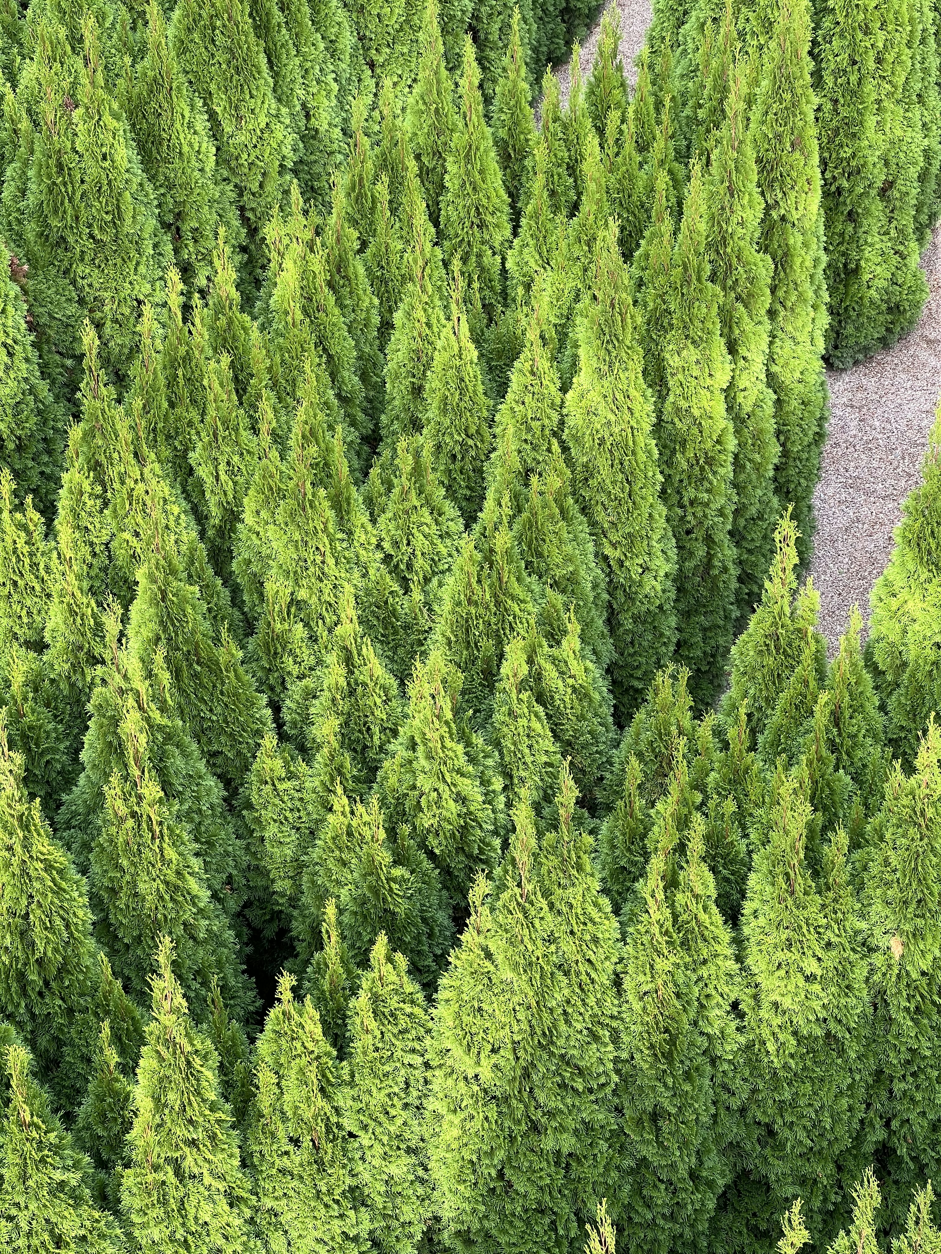Emerald Tessellation: An Aerial Portrait of Conifer Rows