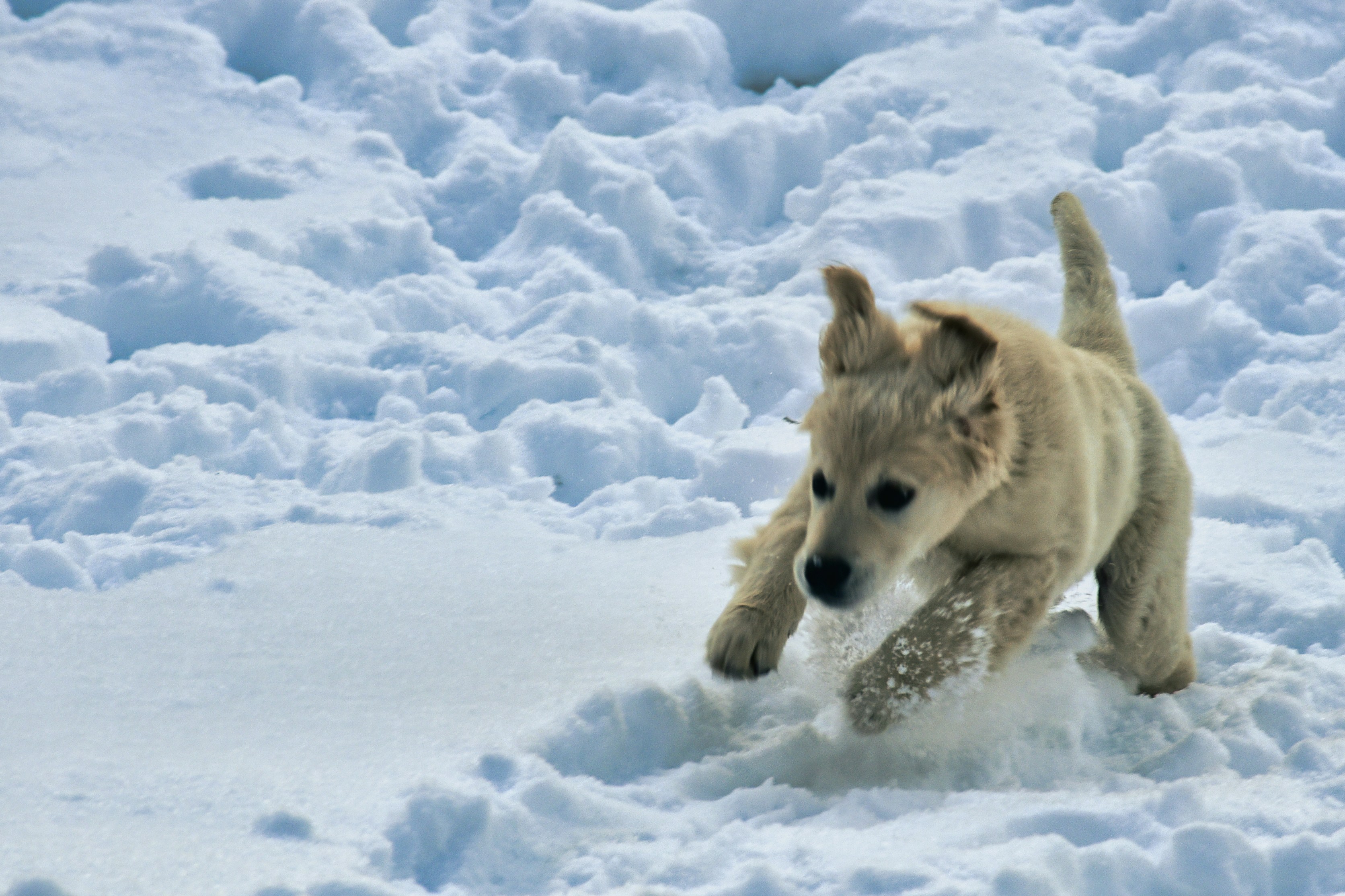 A puppy running through the snow in a field photo – Free Metropolitan ...