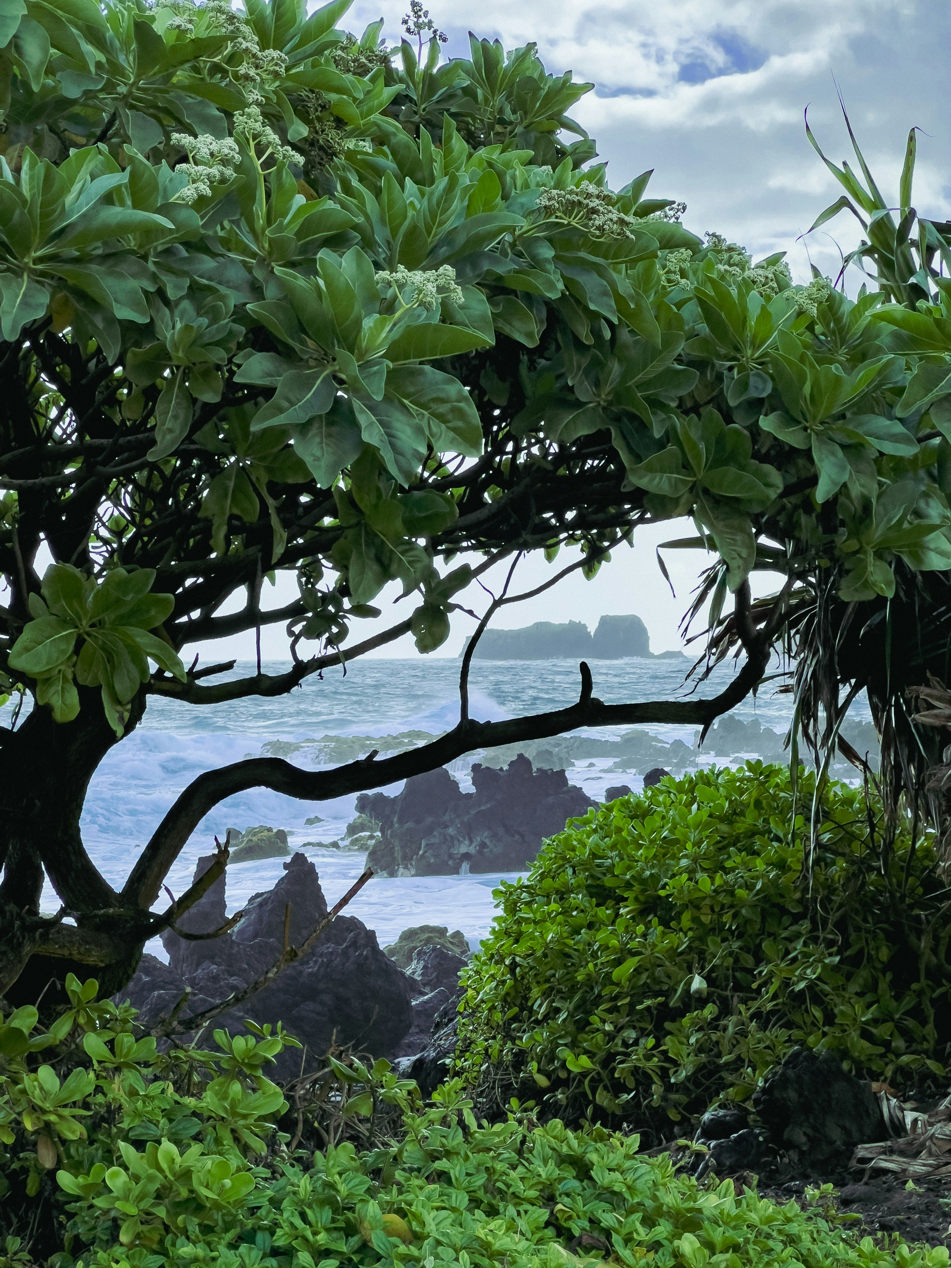 Emerald Canopy Framing a Sea-Rocked Coast