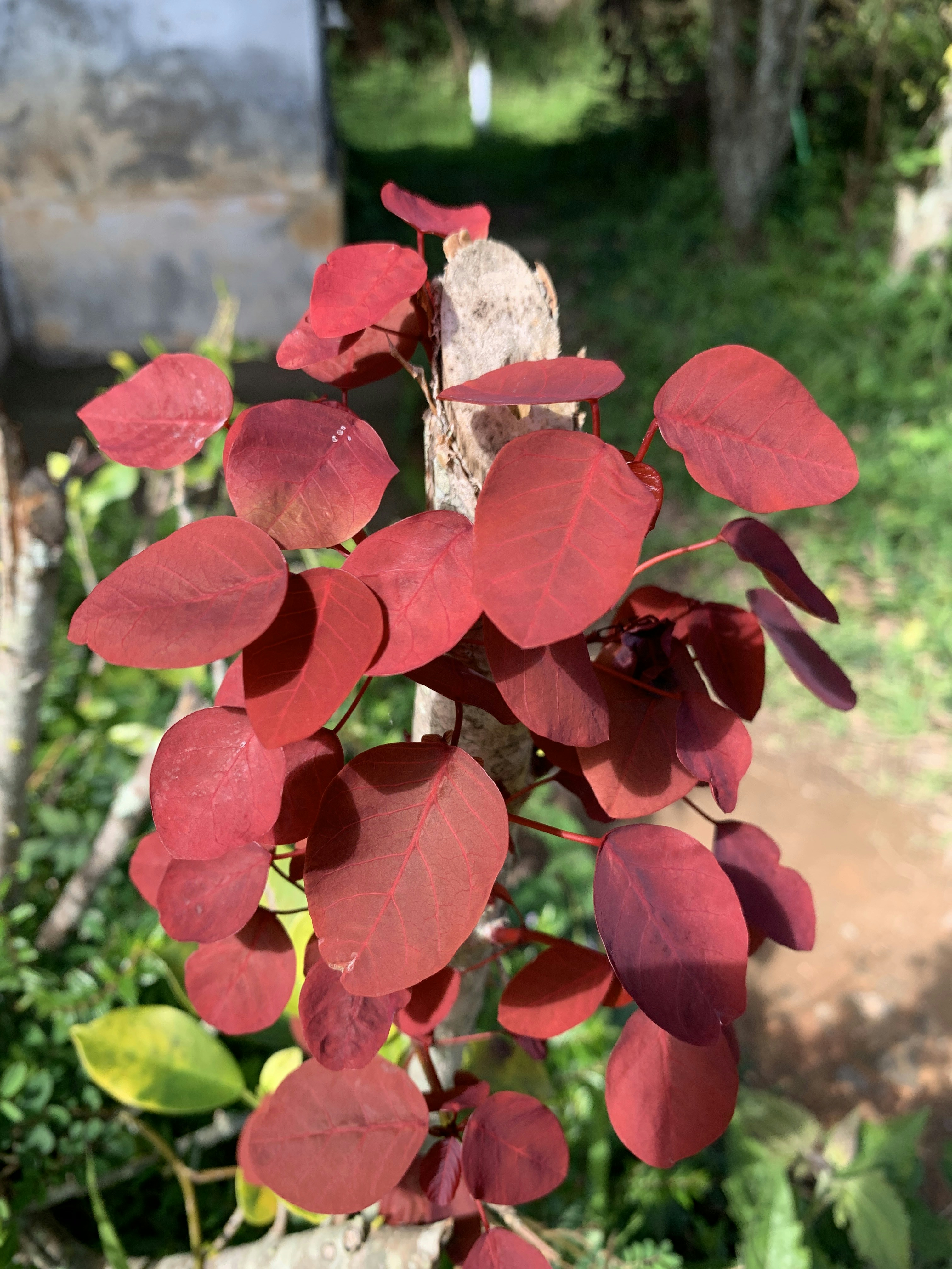 Crimson Cast: Red Leaves Cling to a Timeworn Post in Sunlit Garden