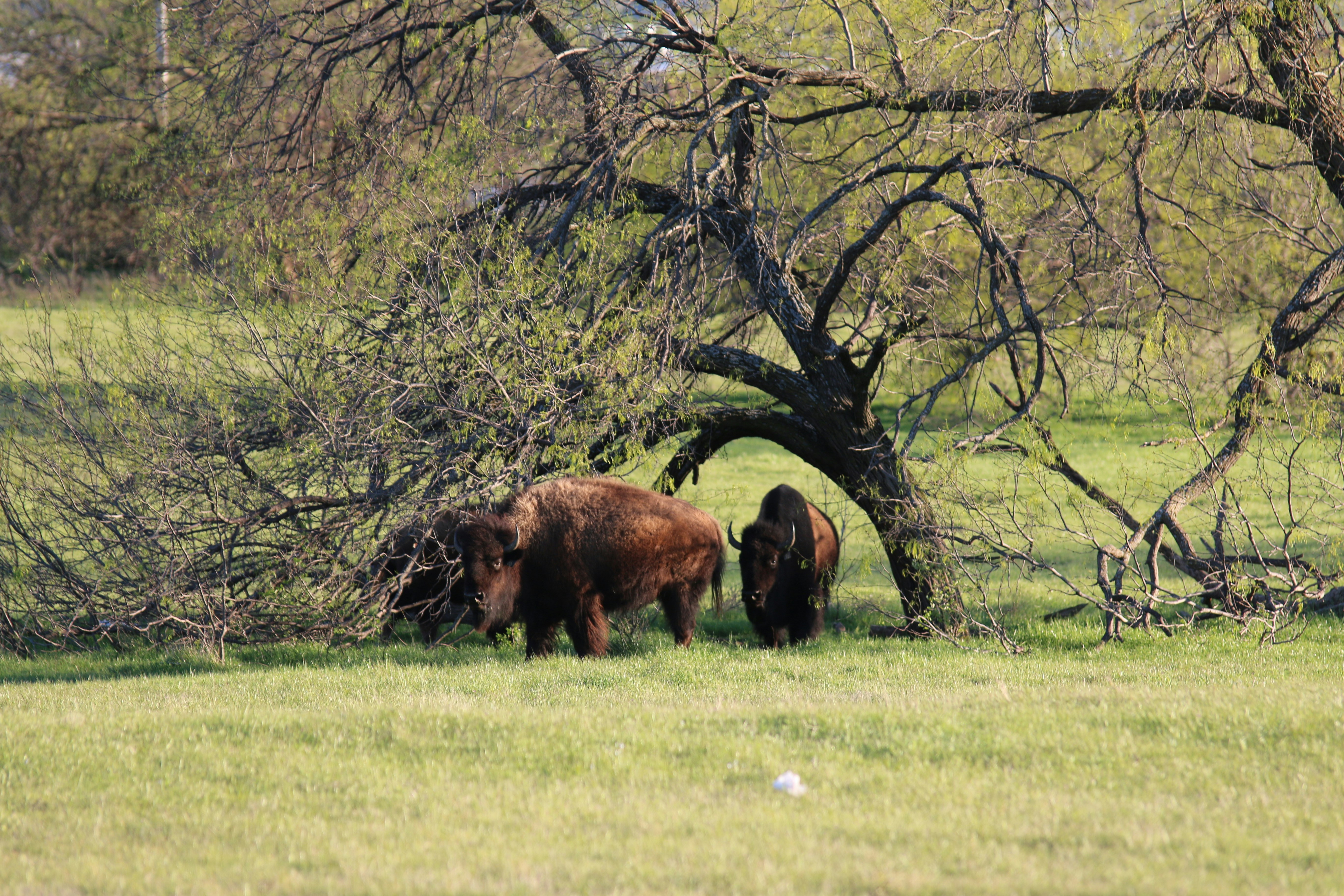 Two buffalo graze beneath a sprawling tree in a sunlit meadow.