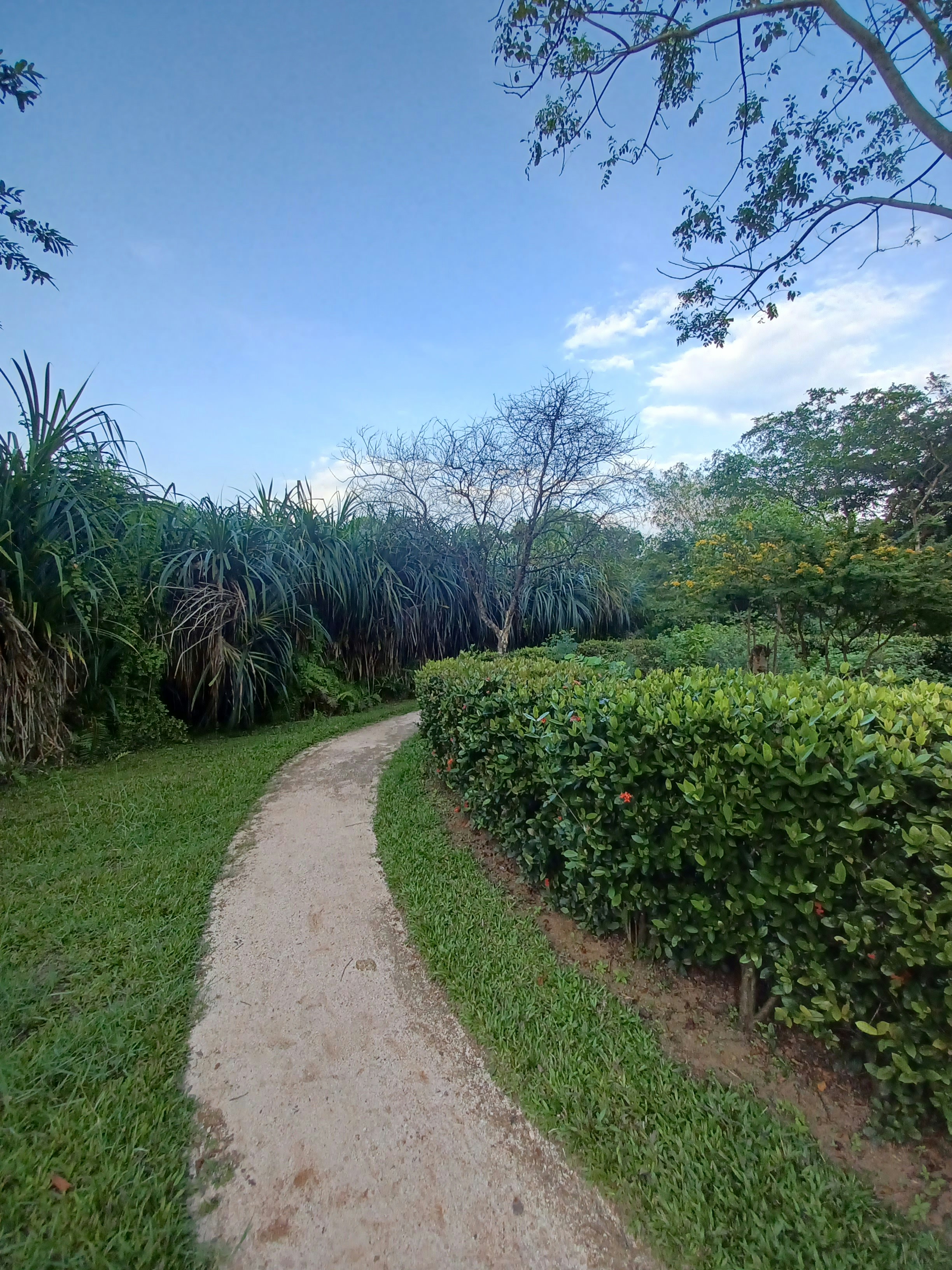 Pathway Through a Sunlit Hedge Corridor