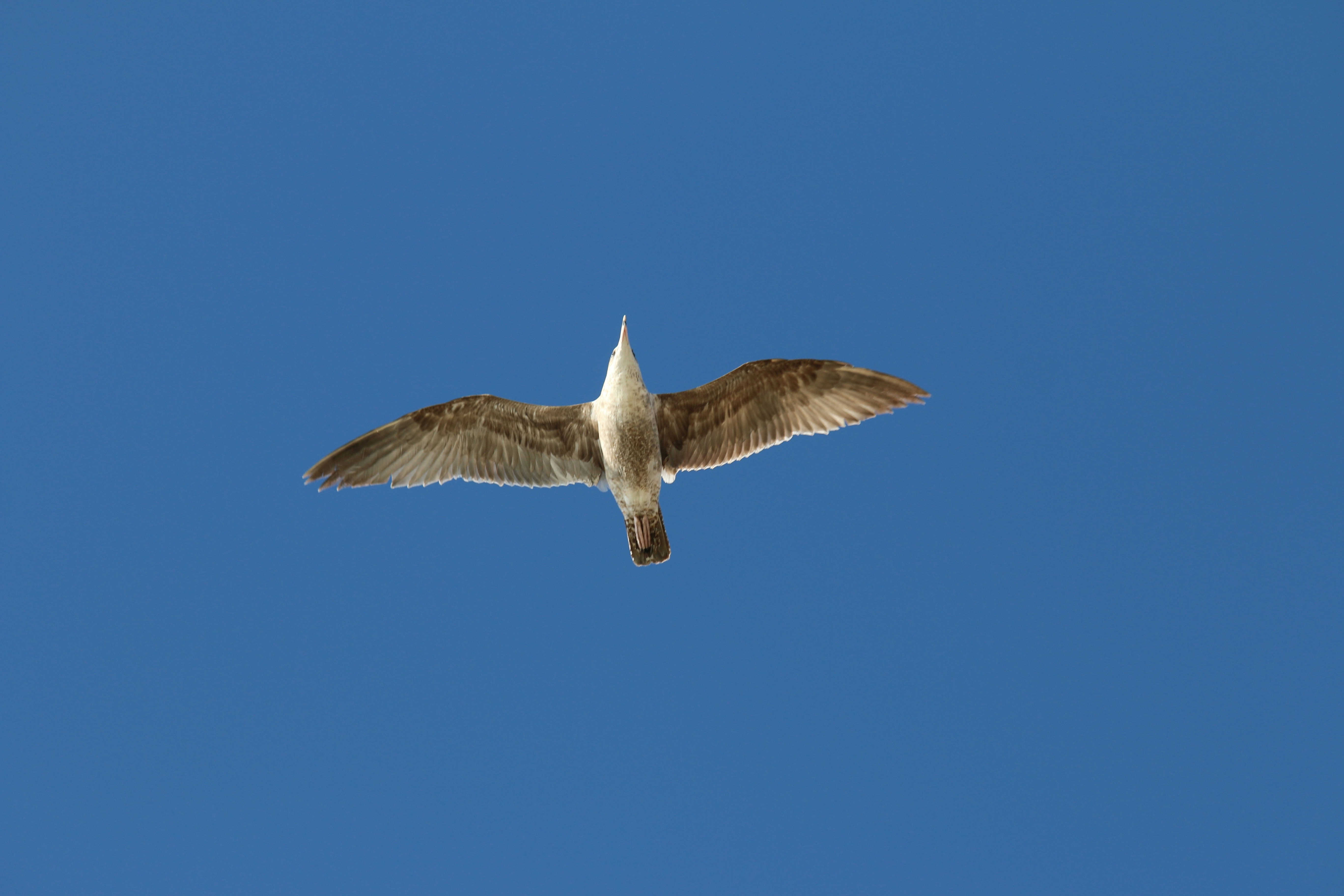 30k+ Seagull Flying Pictures | Download Free Images on Unsplash