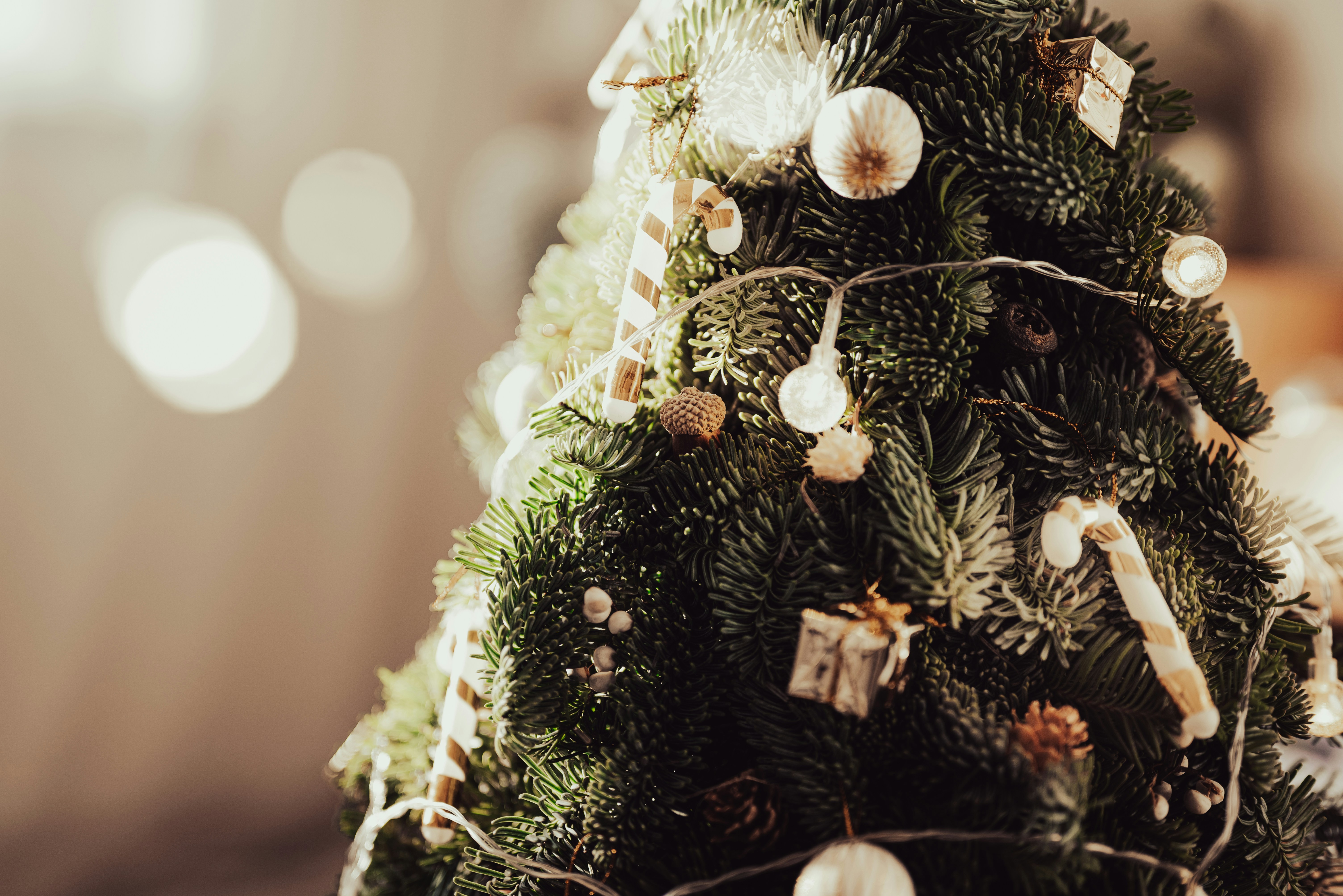 A close up of a small christmas tree photo – Free Christmas tree Image ...