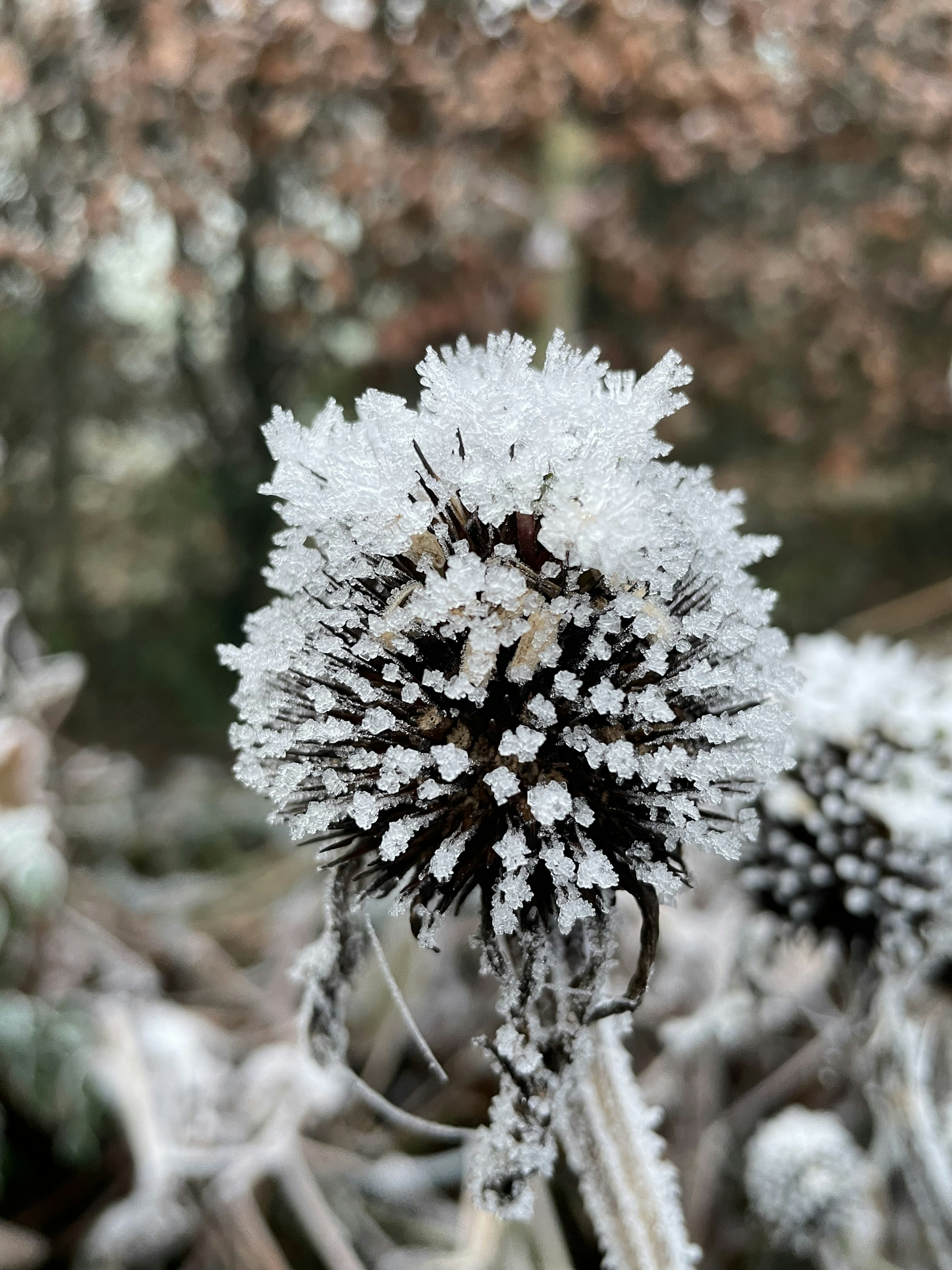 a close up of a plant with snow on it