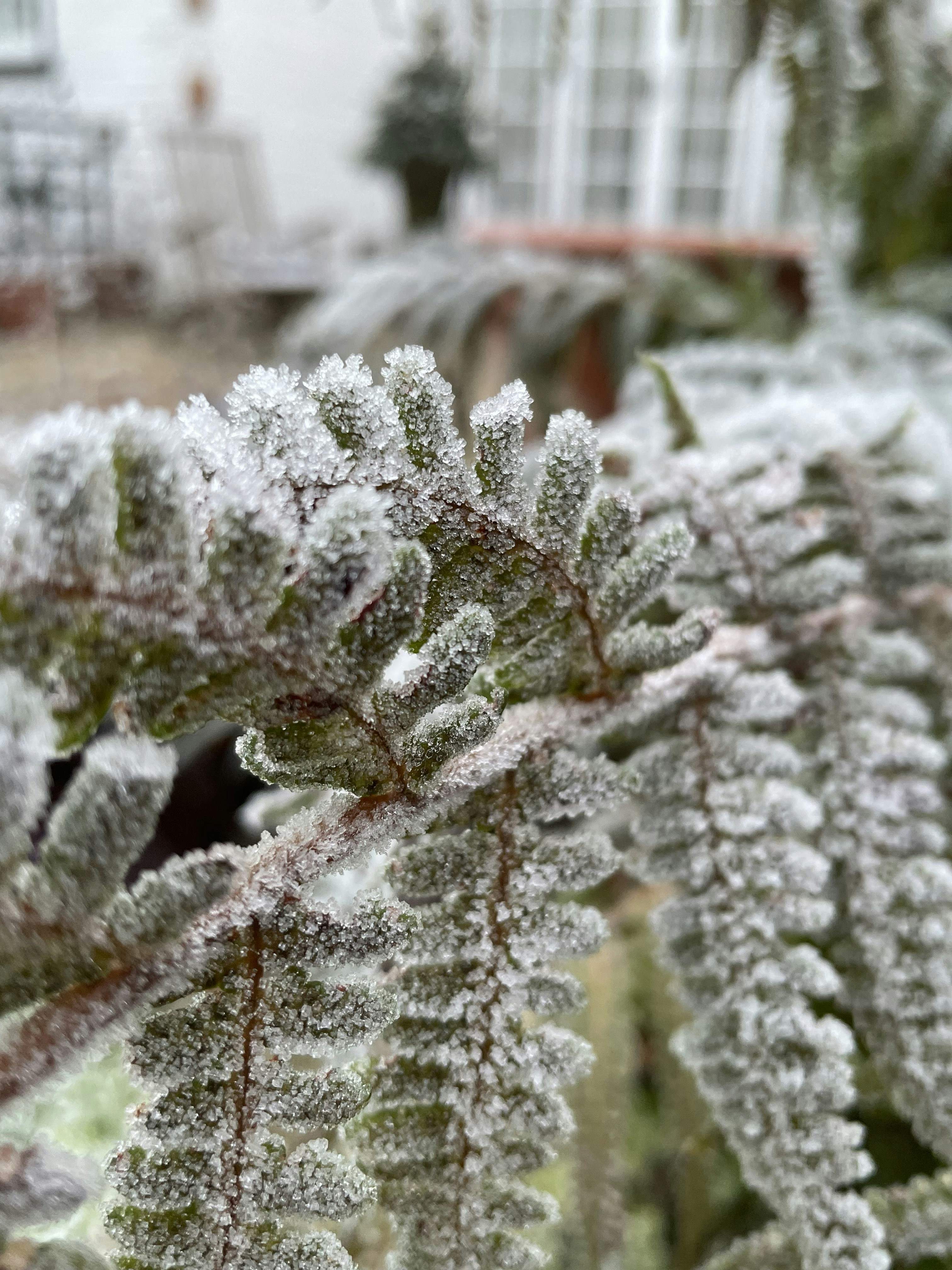 A close up of a plant with frost on it photo – Free Ice Image on Unsplash